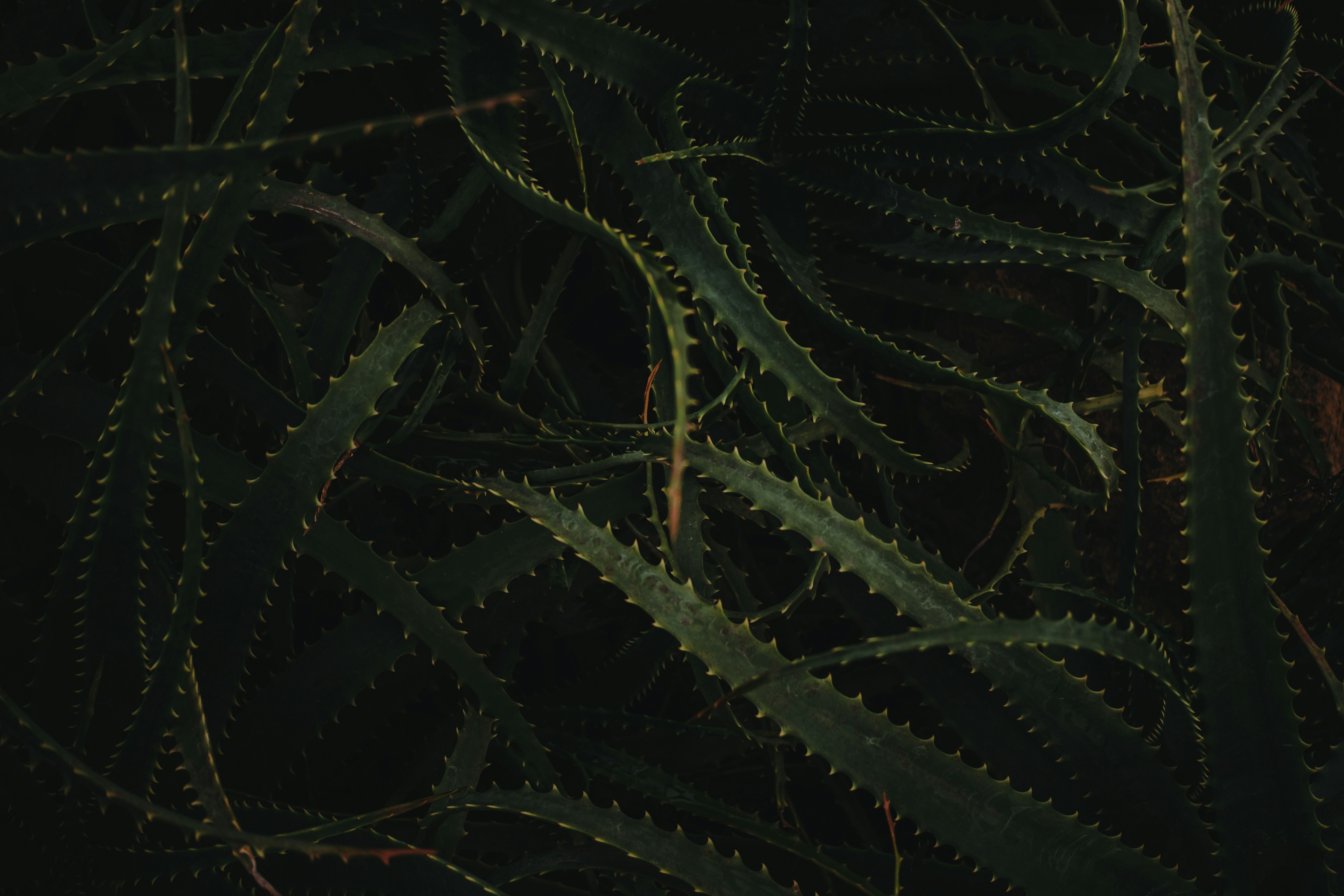 Shadow-Scale Tangle: Close-Up of Serrated Aloe in the Dark