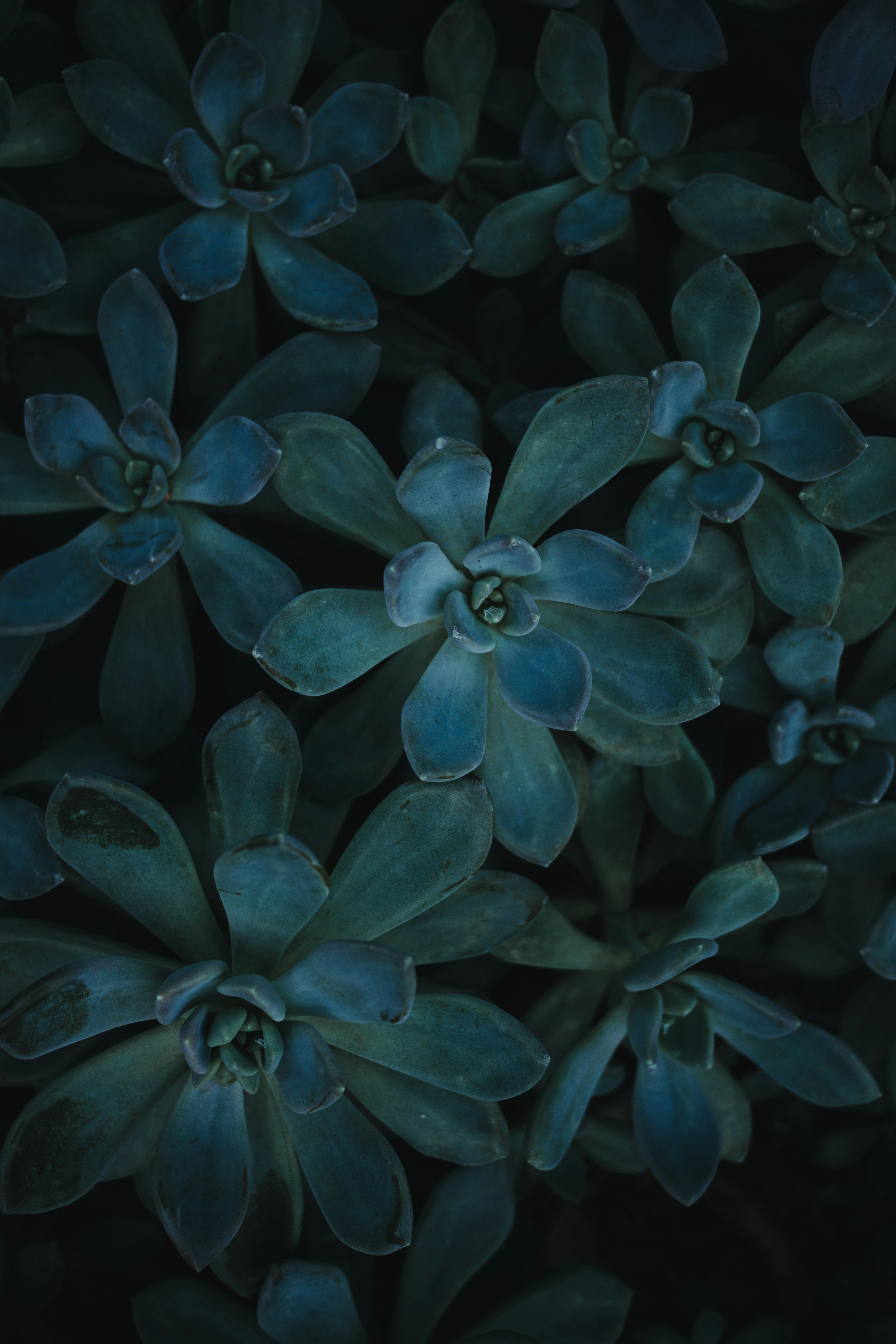 Nocturne of Blue Rosettes: A Close-Up Study of Shadowed Succulents