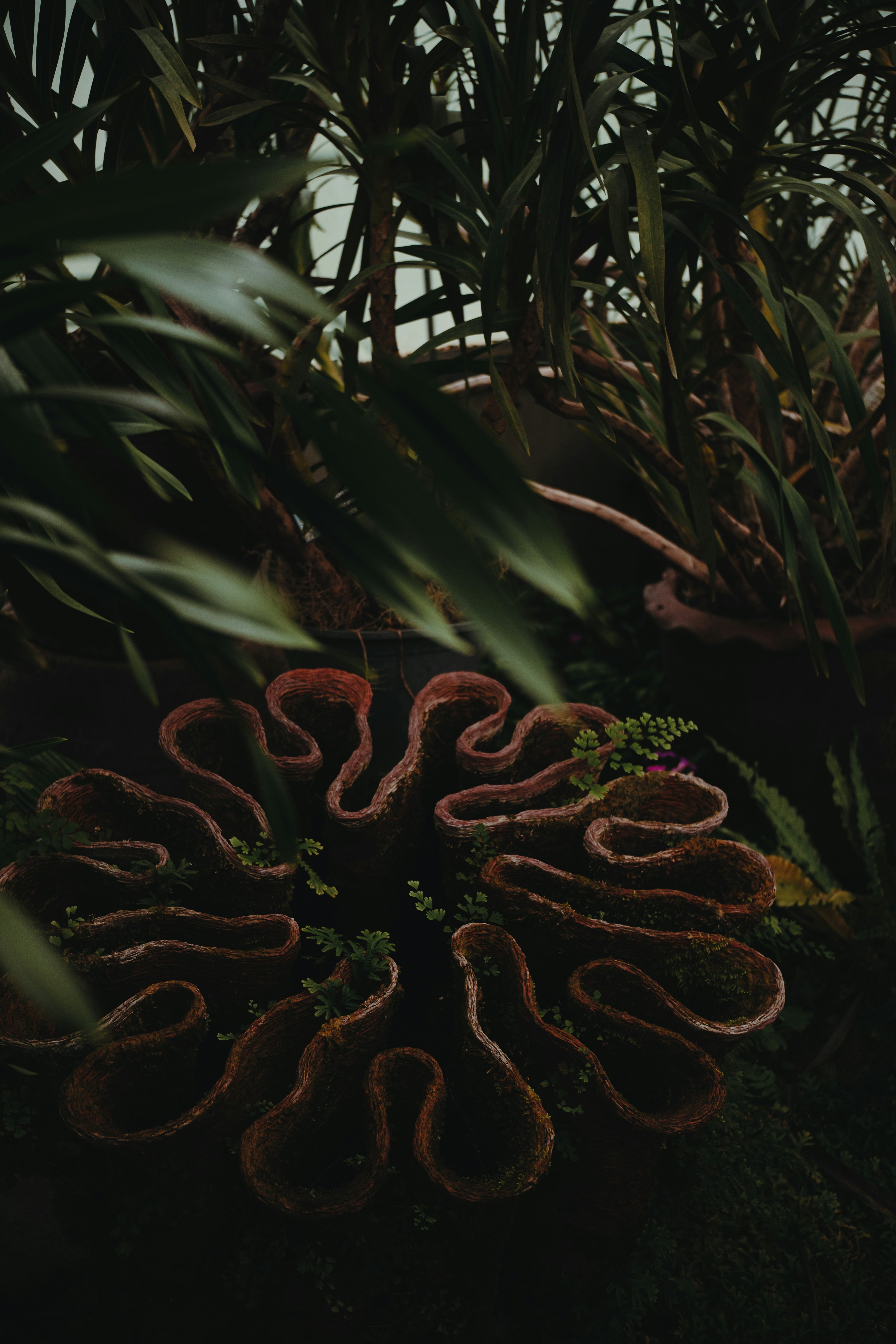 Midnight Rosette: A Hidden Spiral of Life in Shadowed Foliage