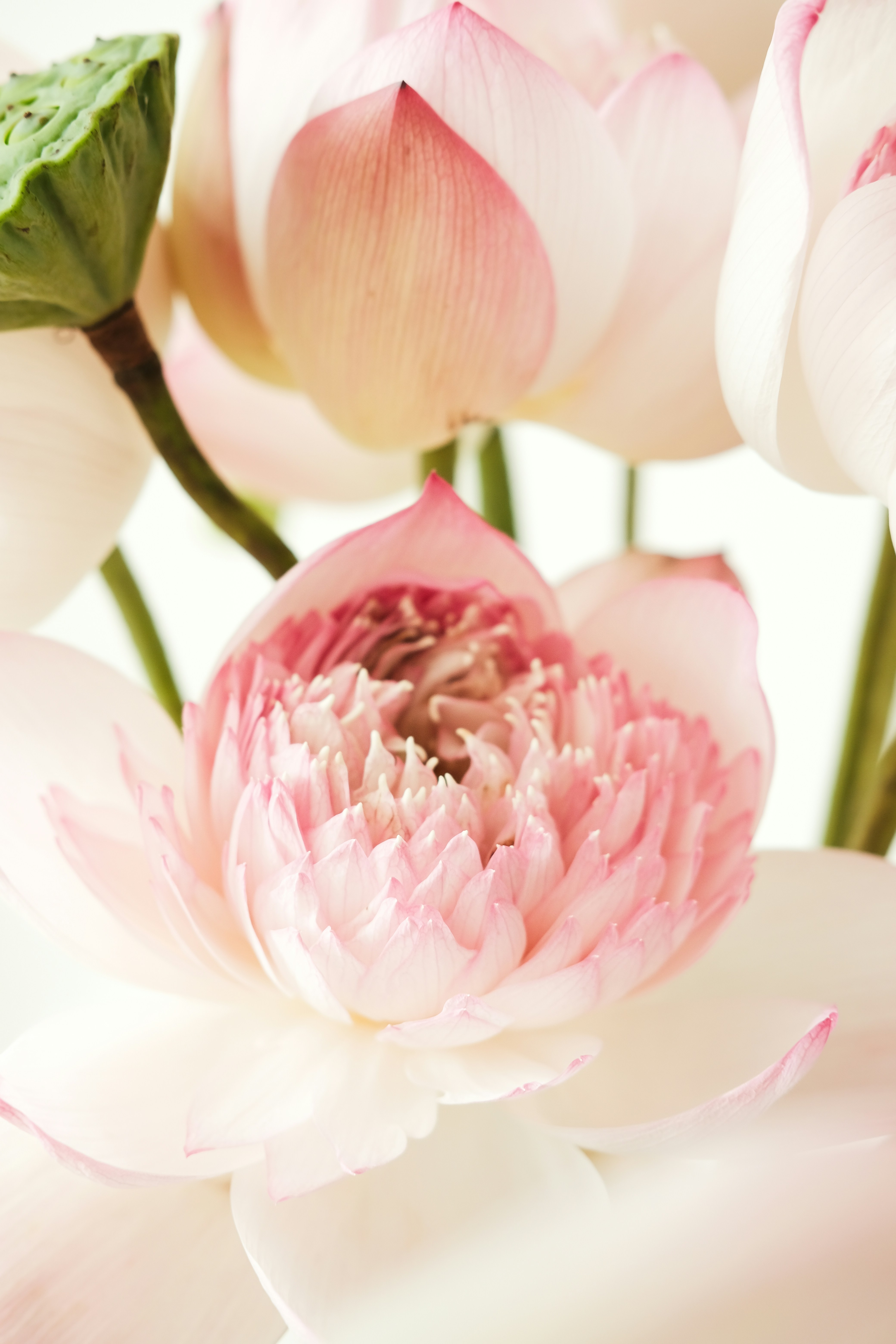 Whispers of Pink: a Macro Study of a Pale Peony's Pleats