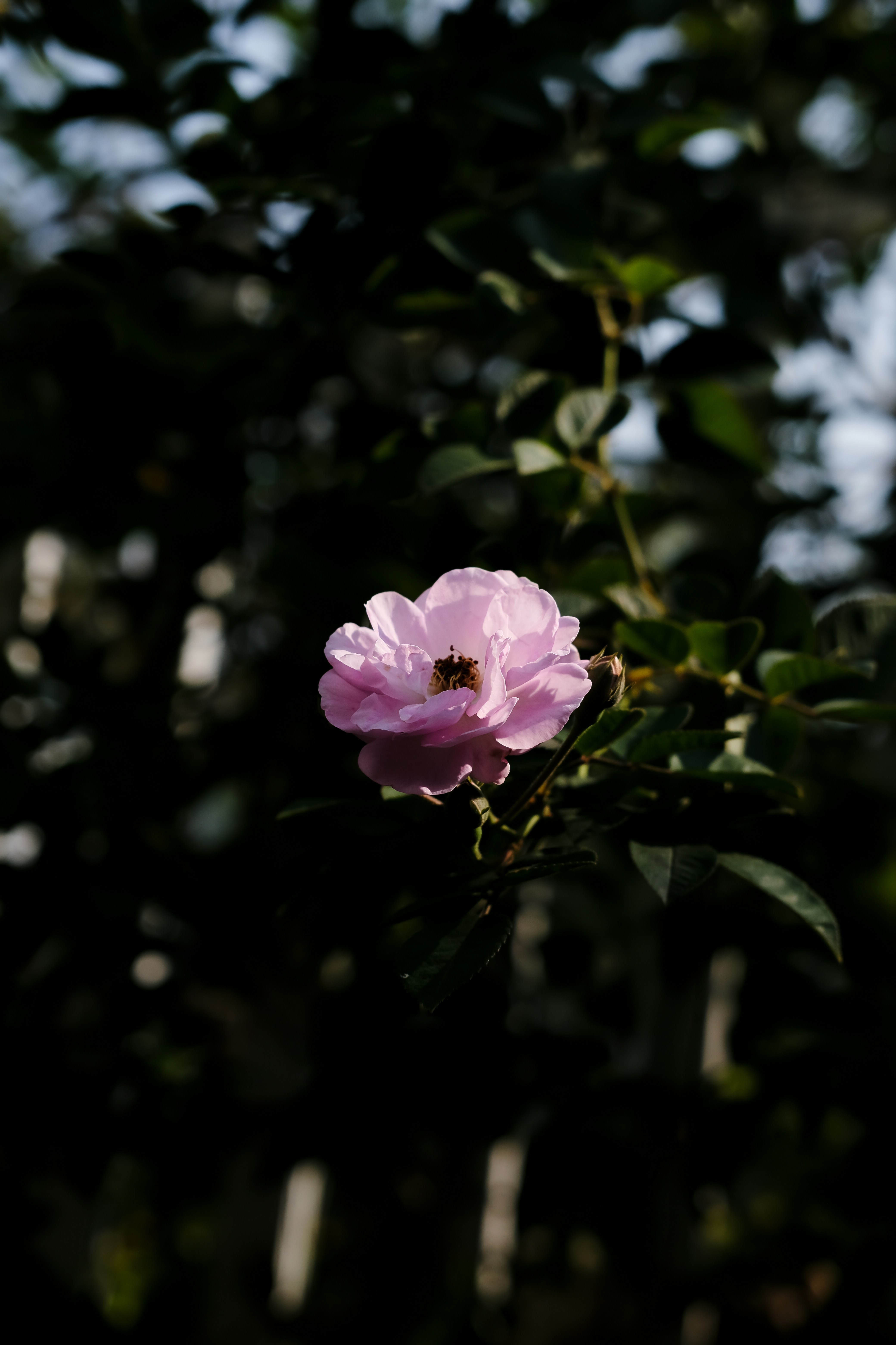 Pink Rose in a Veil of Dusk