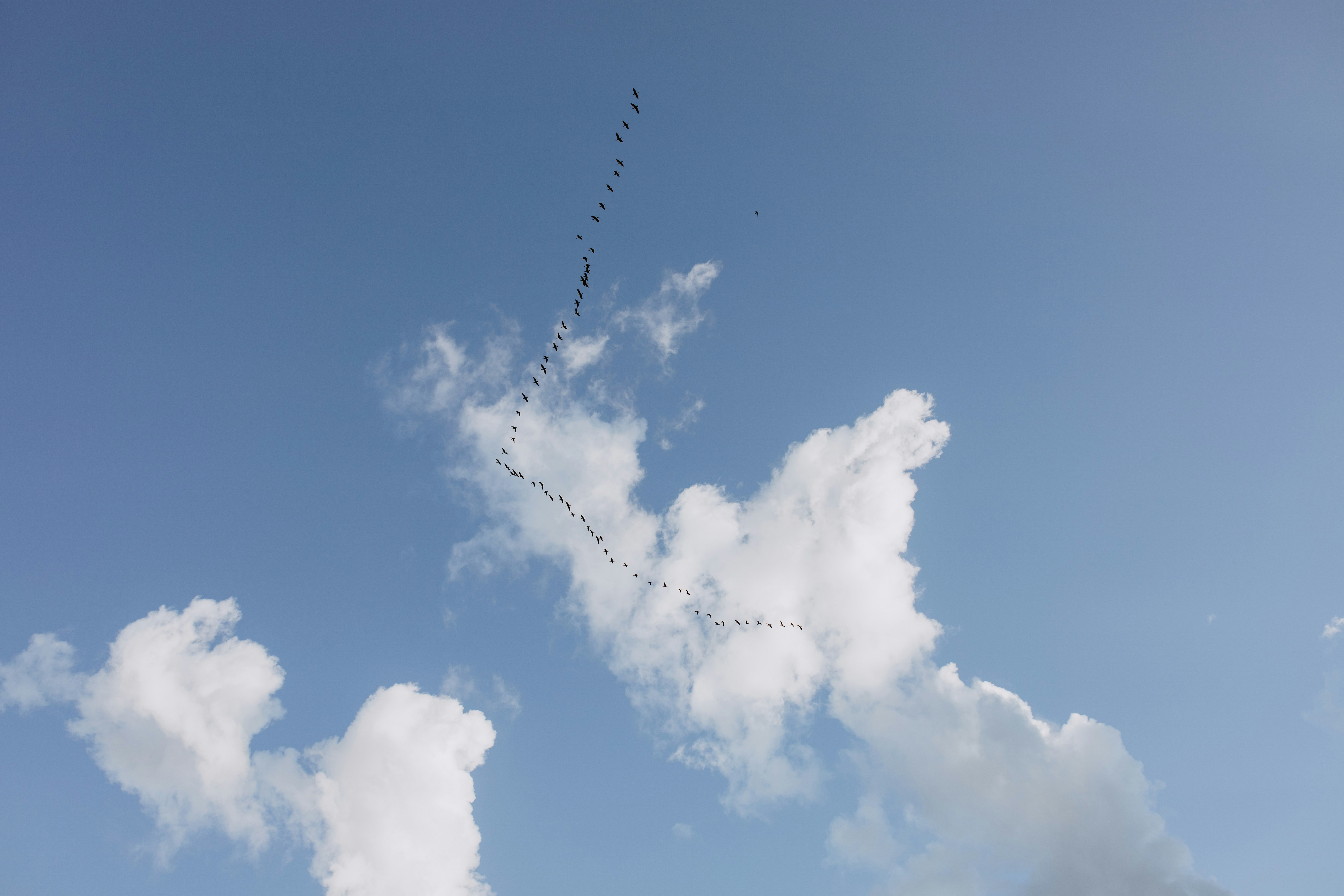 Cerulean Arc: A Flock Traces a Diagonal Line Across the Sky