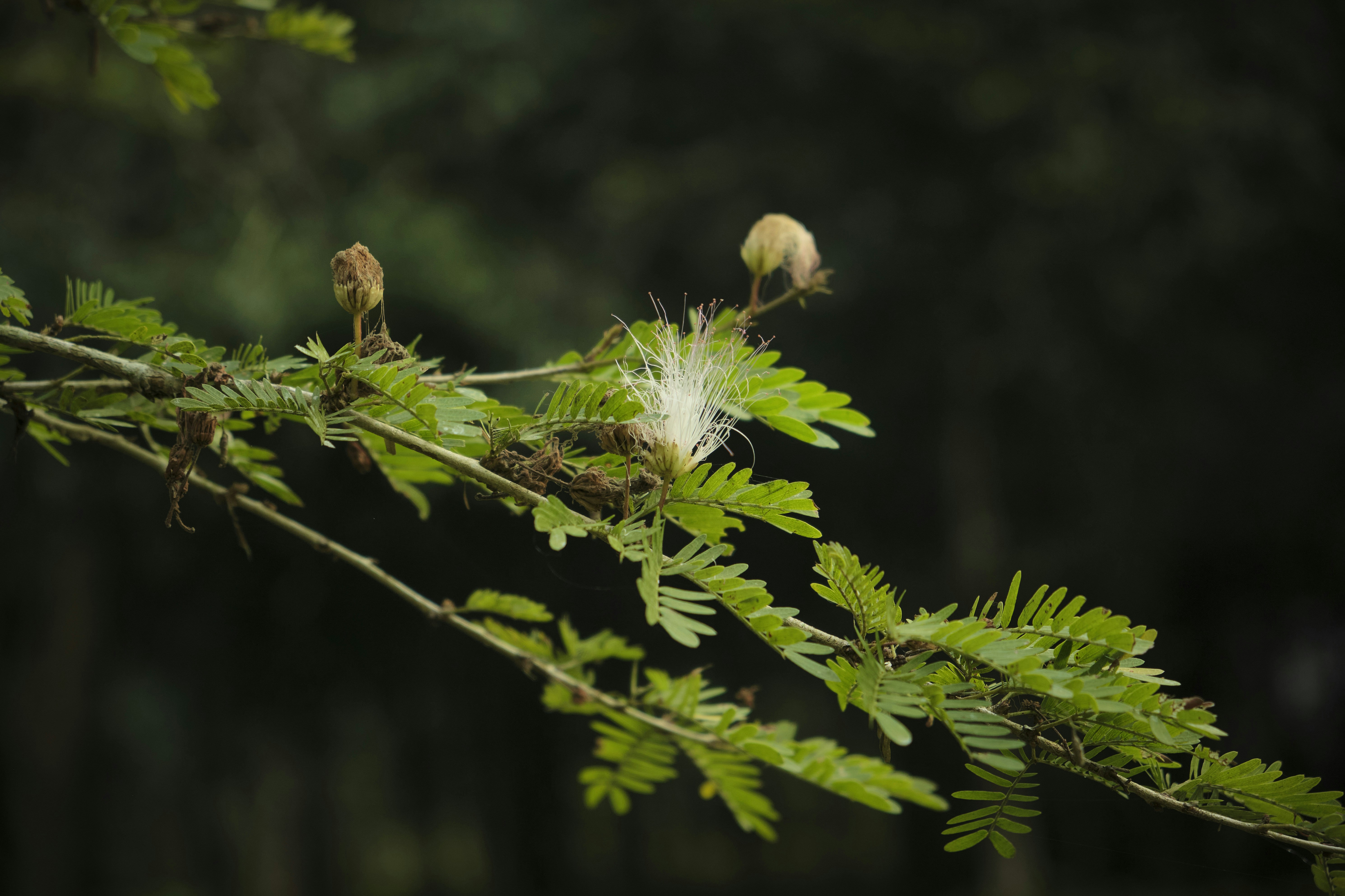 Whisper of a Seed Puff on a Fern-Like Twig in a Shadowed Forest