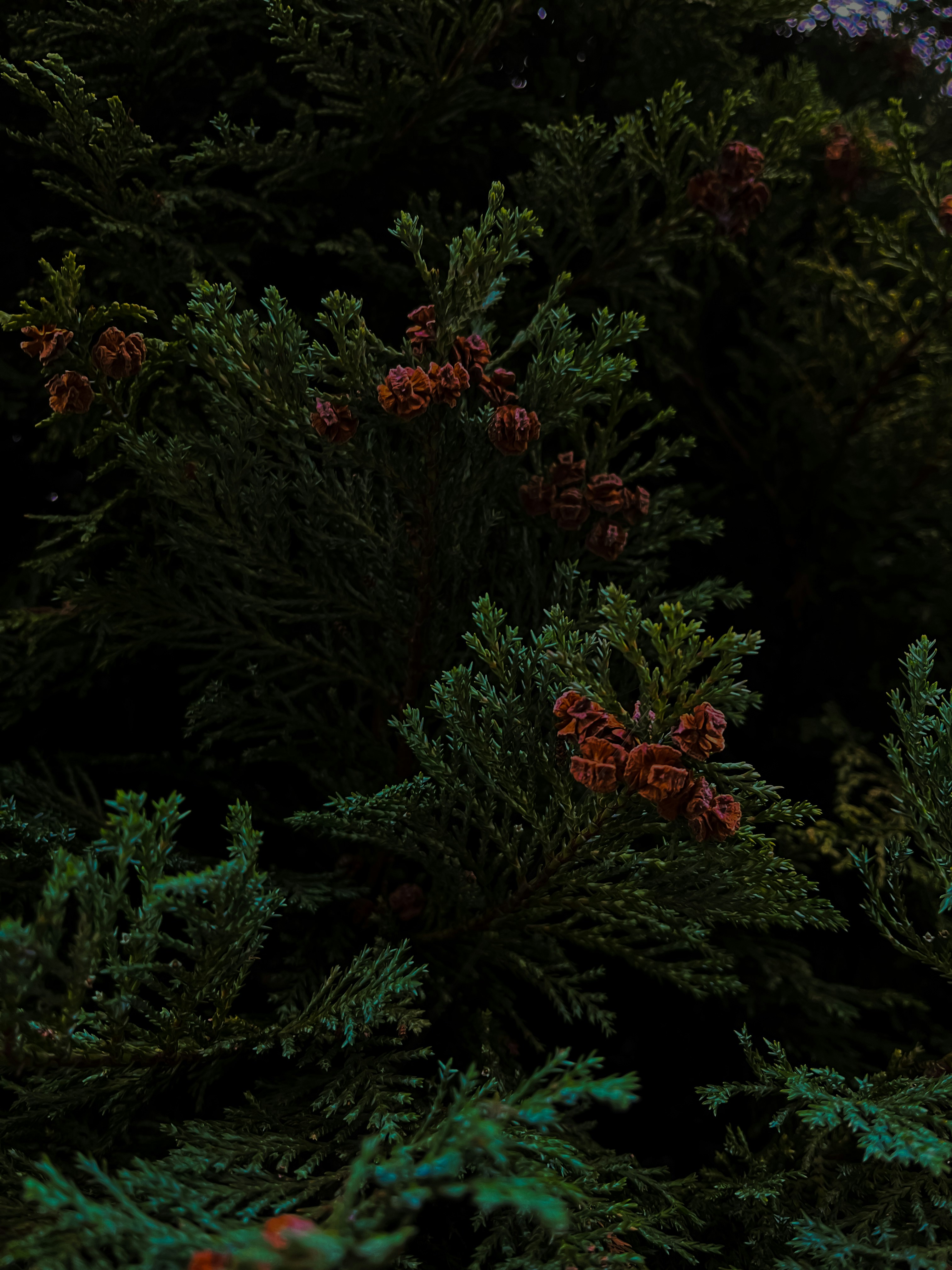 Amber Cones in Shadowed Conifer Foliage: A Close-Up View