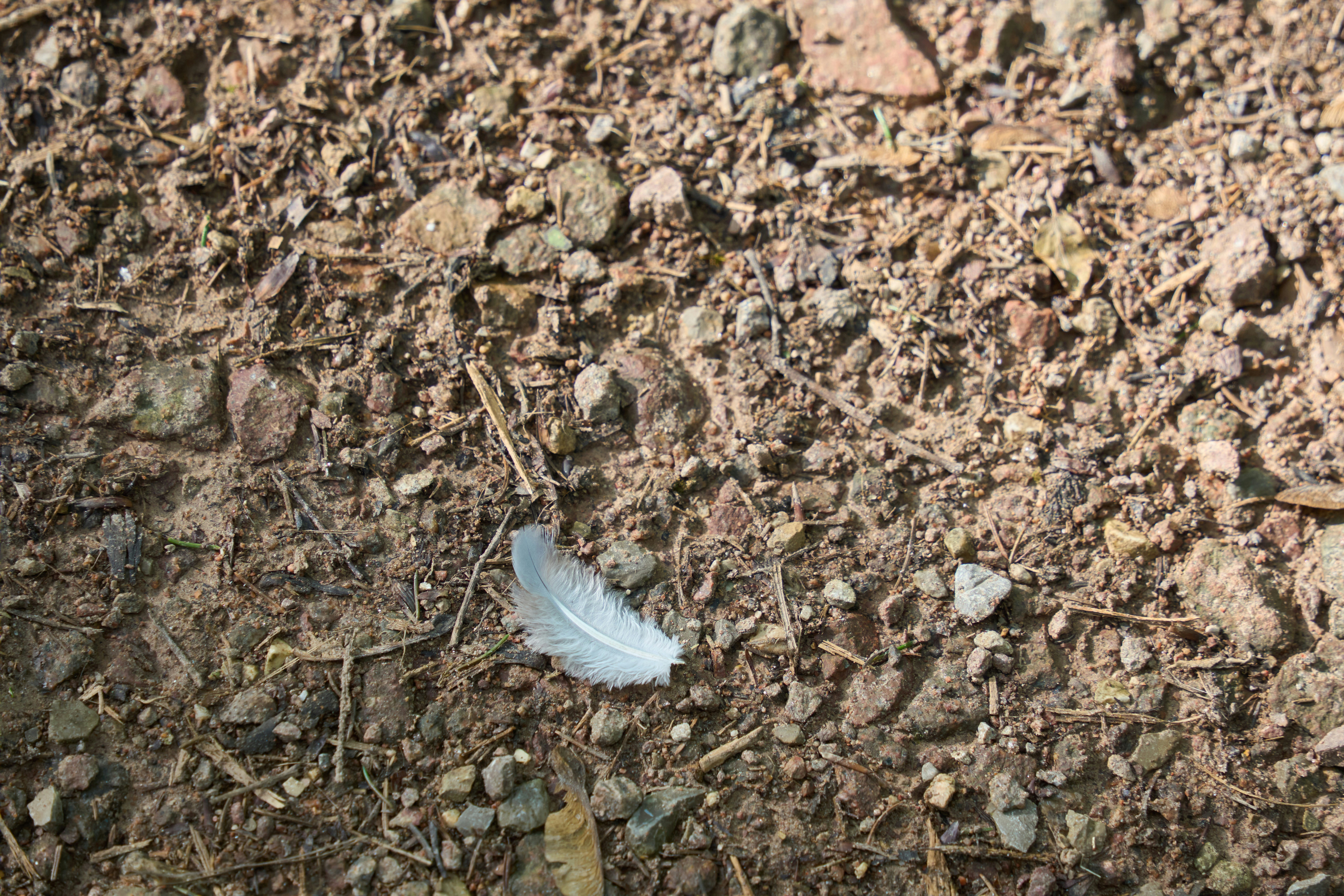 Azure Feather on Earth: A Quiet Study in Texture