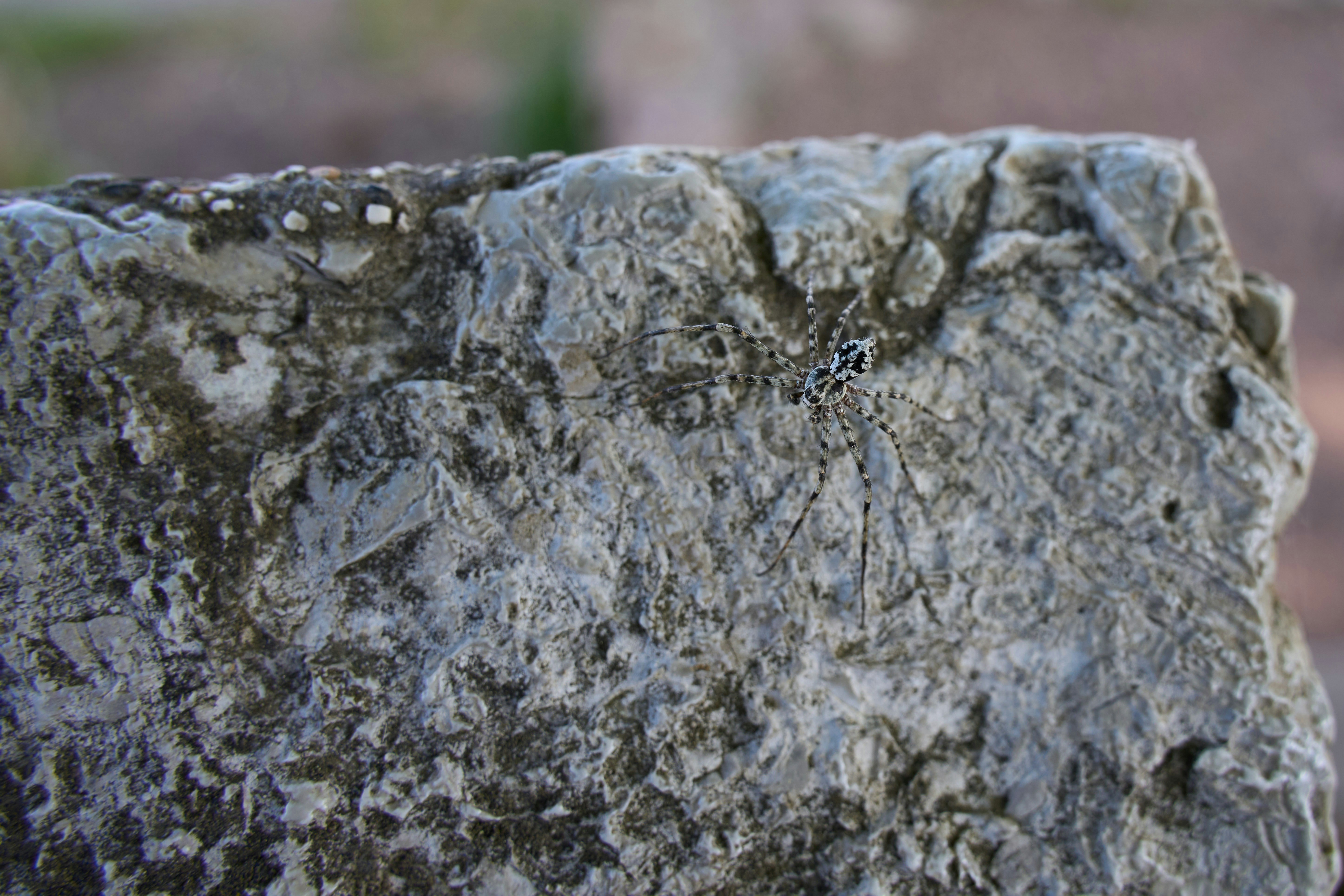 Photo by Wolfgang Hasselmann with Sony Alpha 7 IV