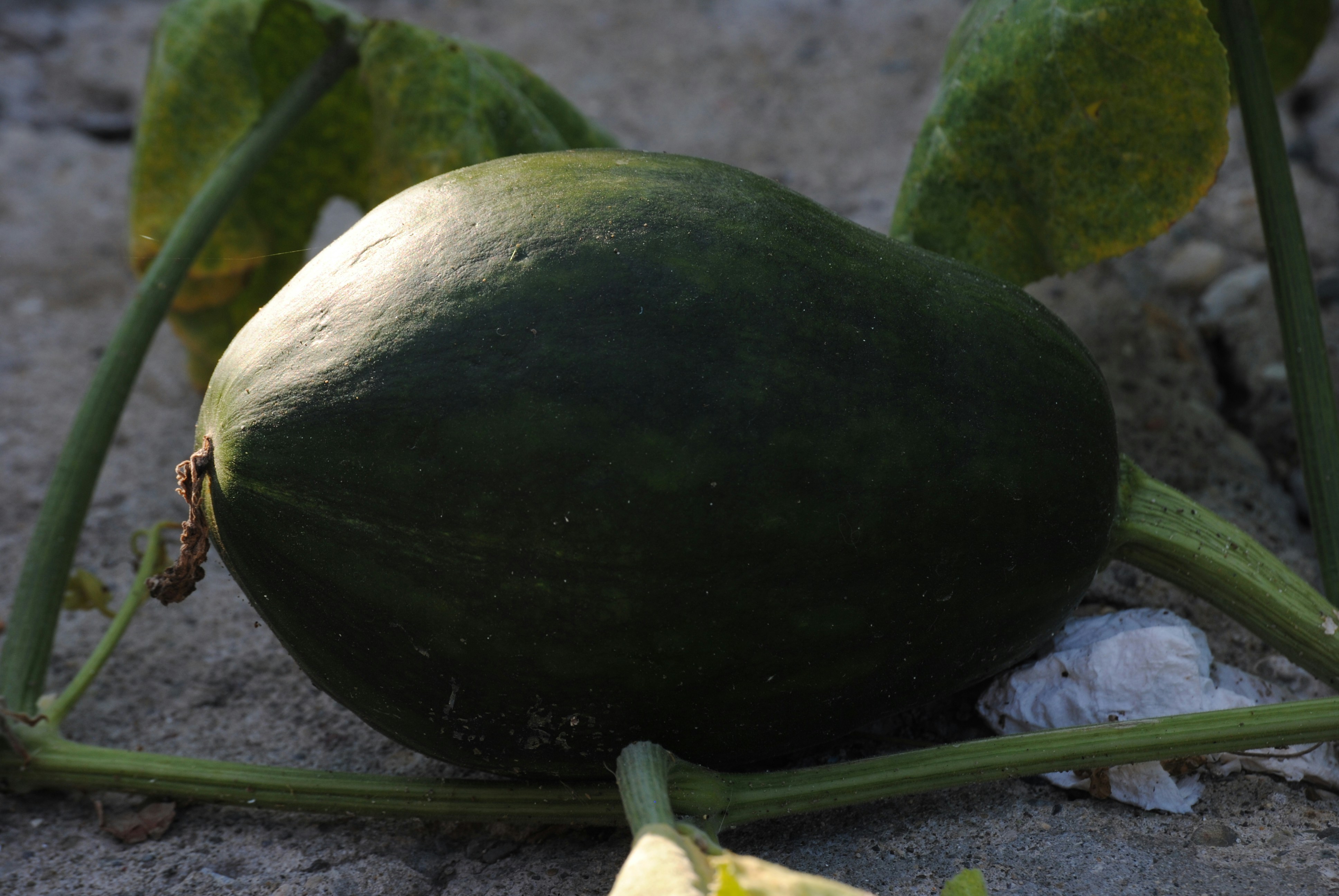 Moyra Melons Measurements Pictures | Download Free Images on Unsplash