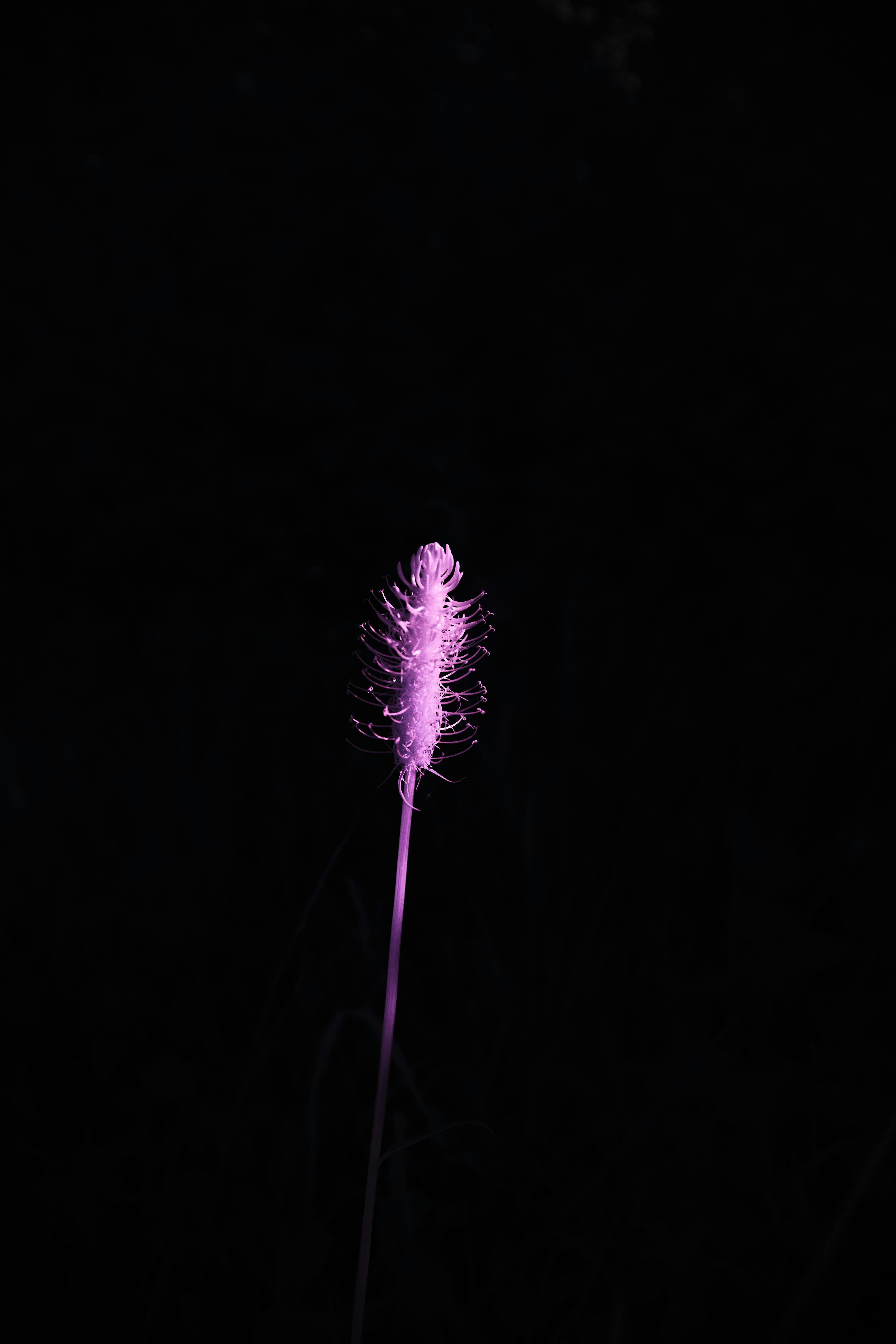 Solitary Neon Spike Illuminated Against Velvet Night