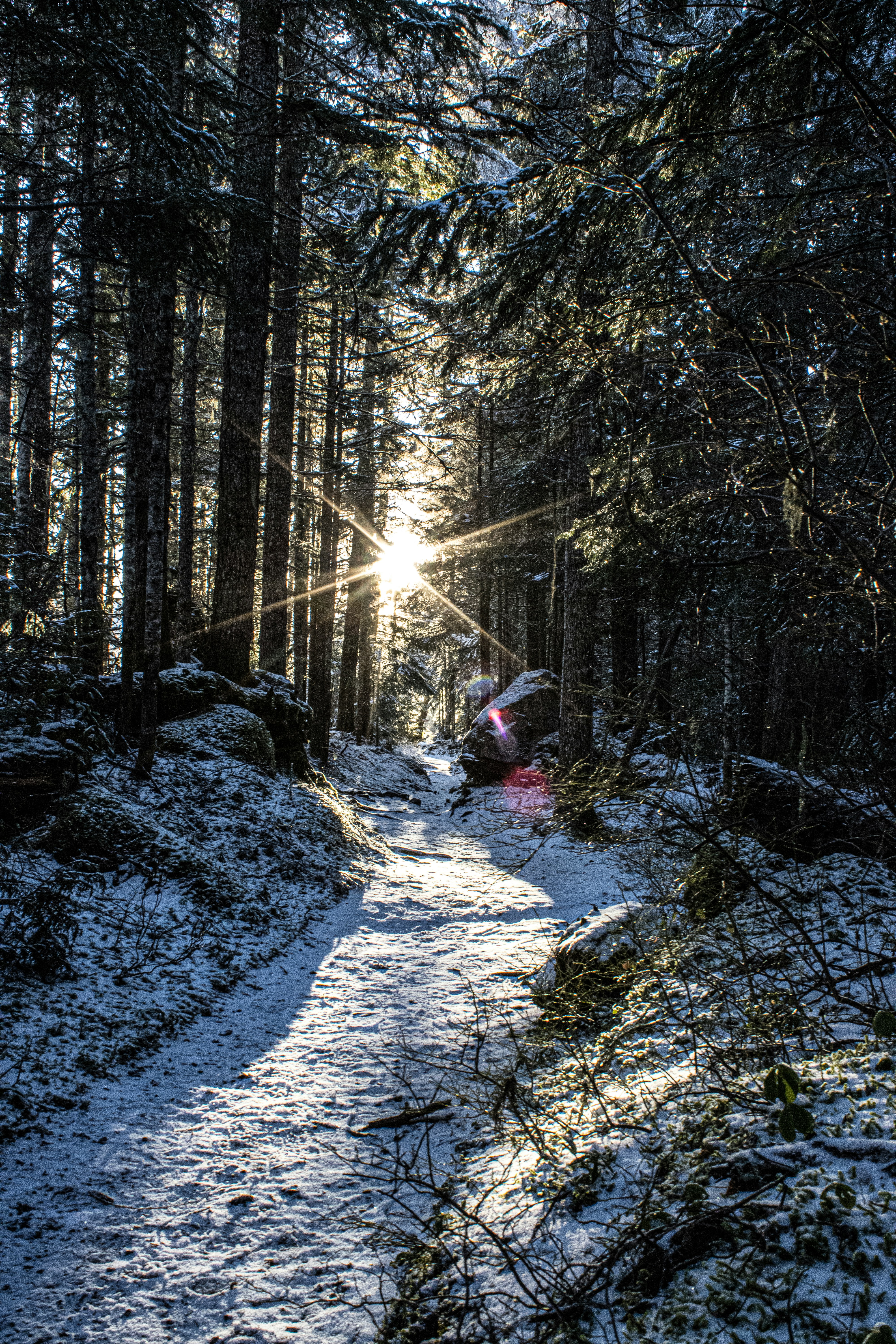Snow-dusted forest path with sun peeking between trees, casting long shadows and a lens flare over the trail.