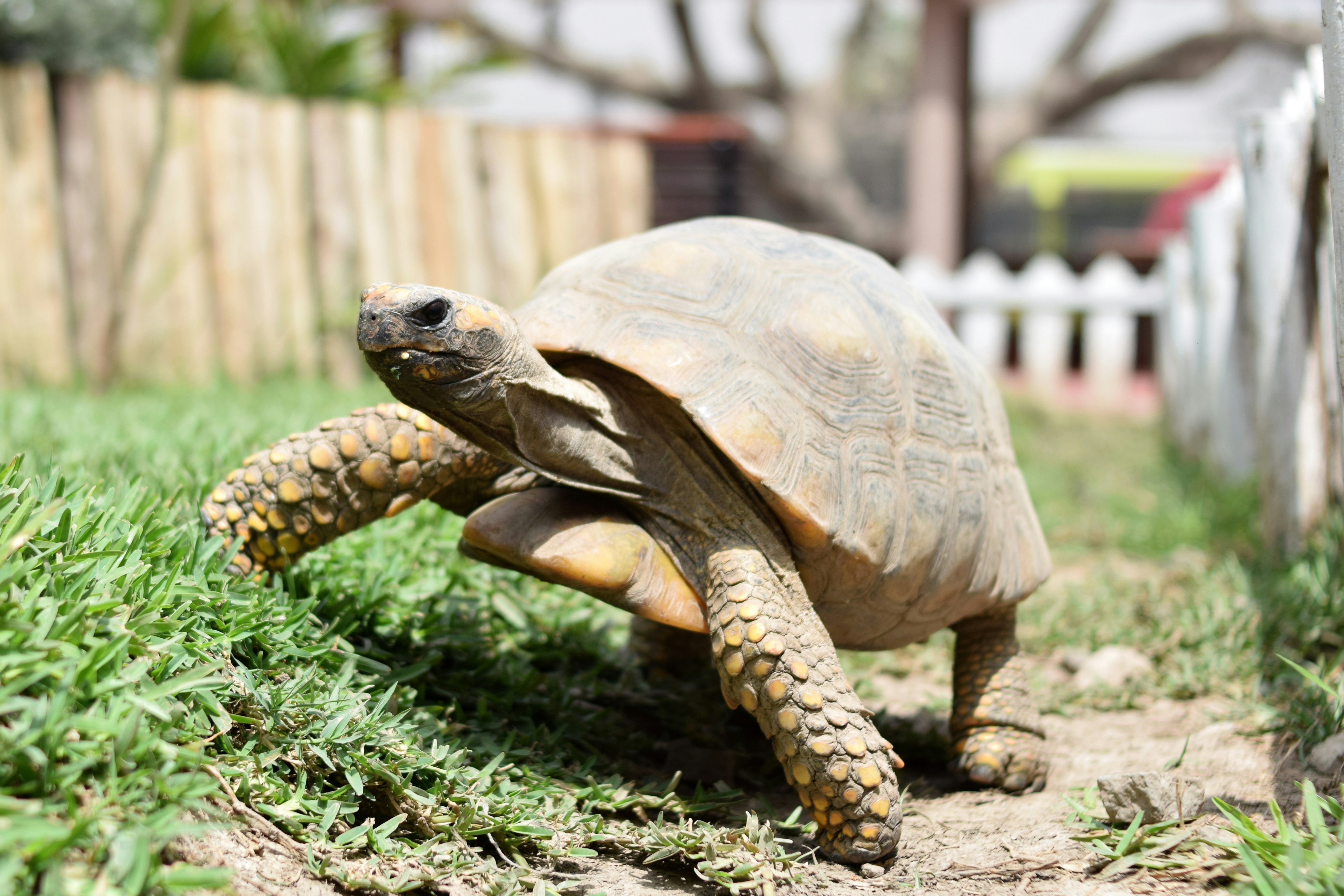 A large tortoise walking across a lush green field photo – Free Animal ...