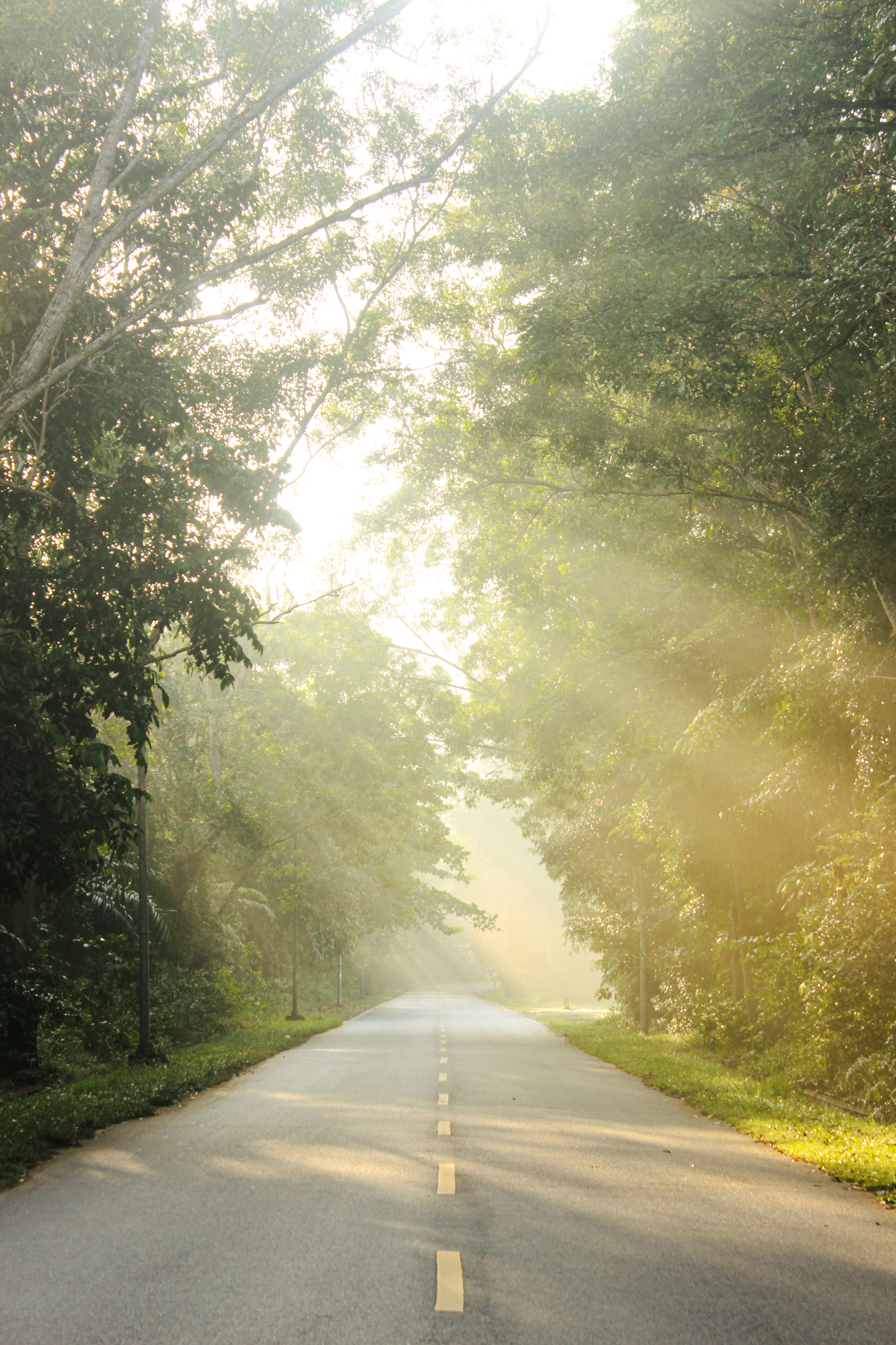 A tranquil road flanked by lush trees, illuminated by soft morning light filtering through the foliage.