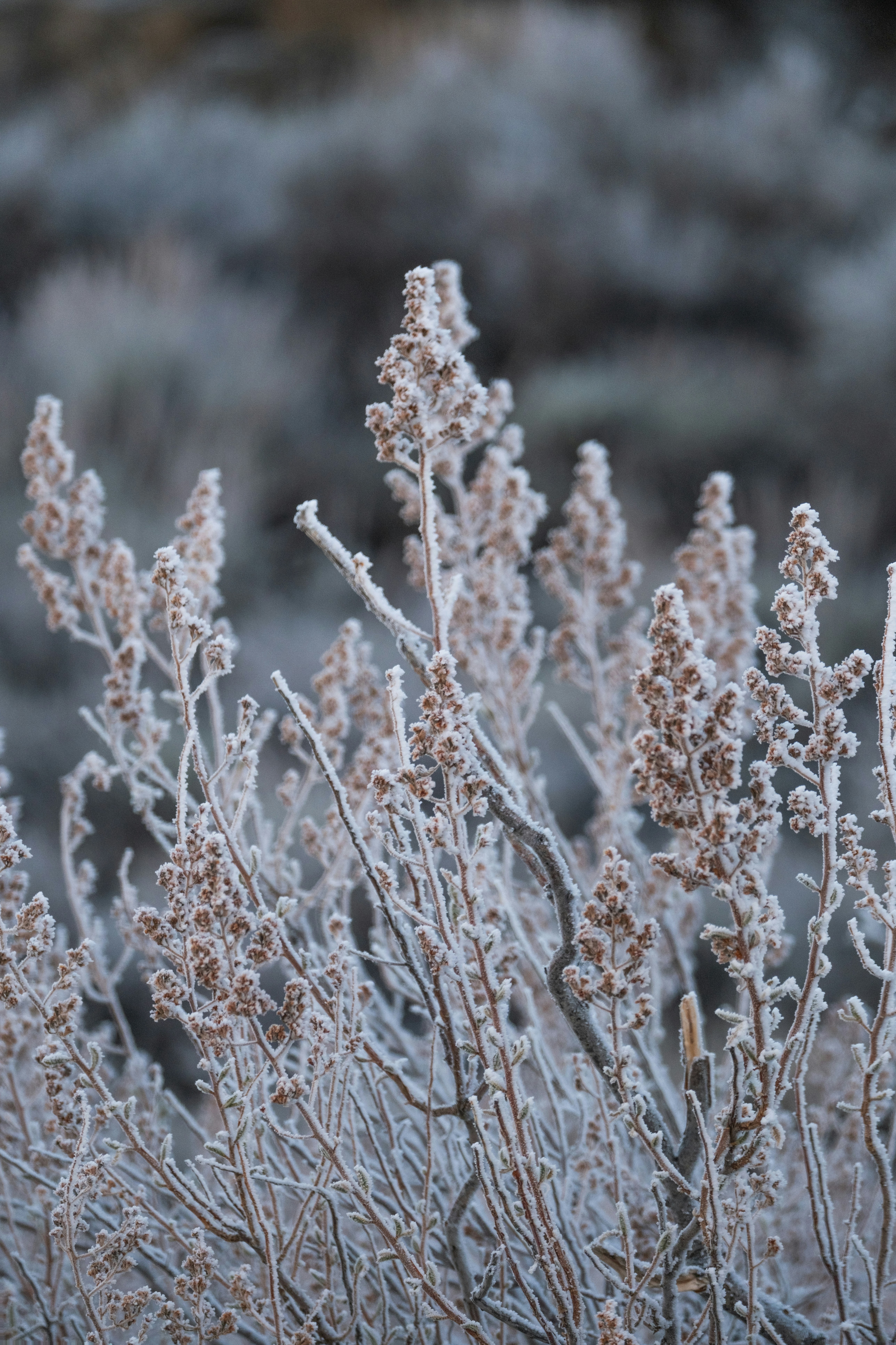 A close up of a plant with frost on it photo – Free Grey Image on Unsplash
