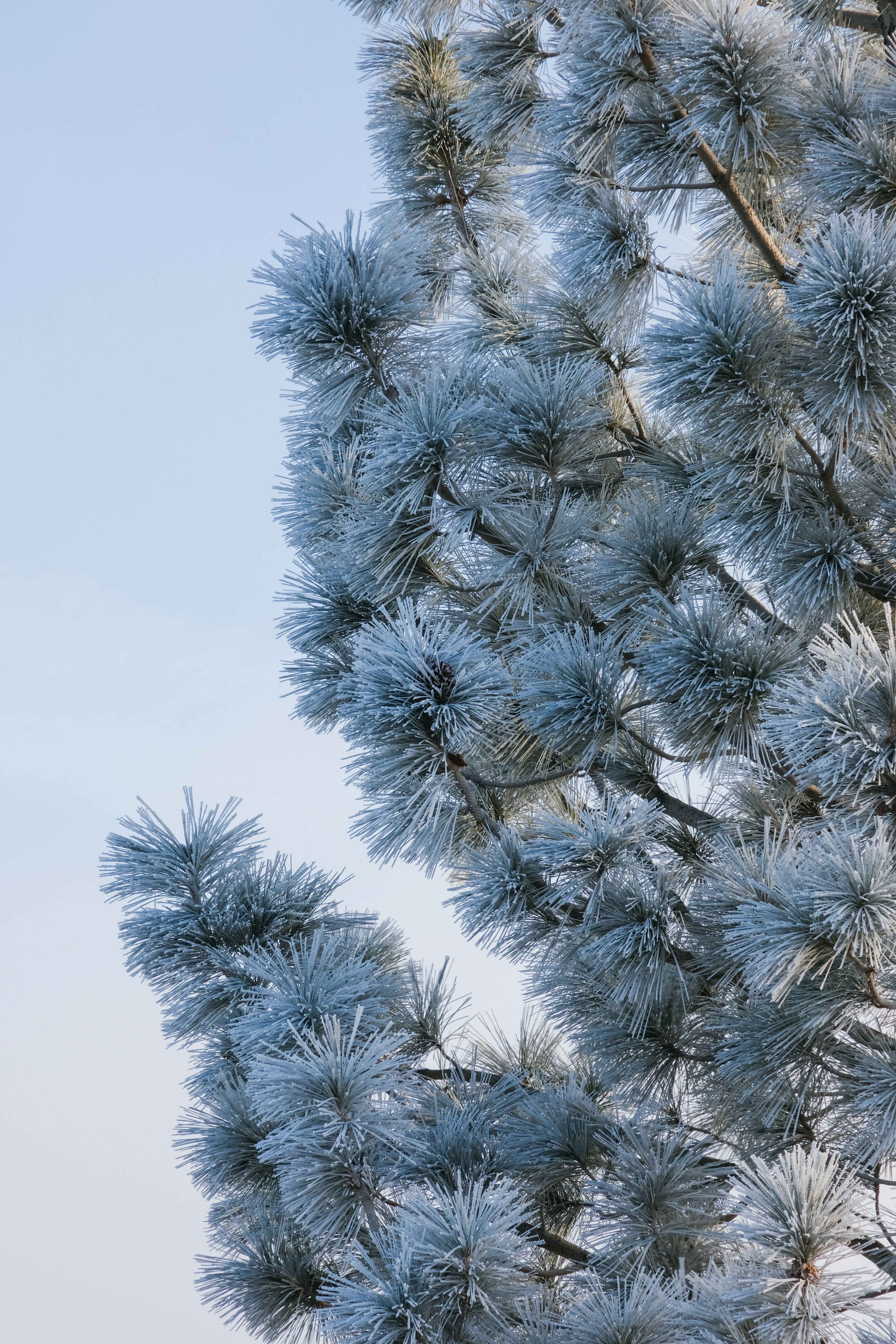 A close up of a pine tree with blue needles photo – Free Grey Image on ...