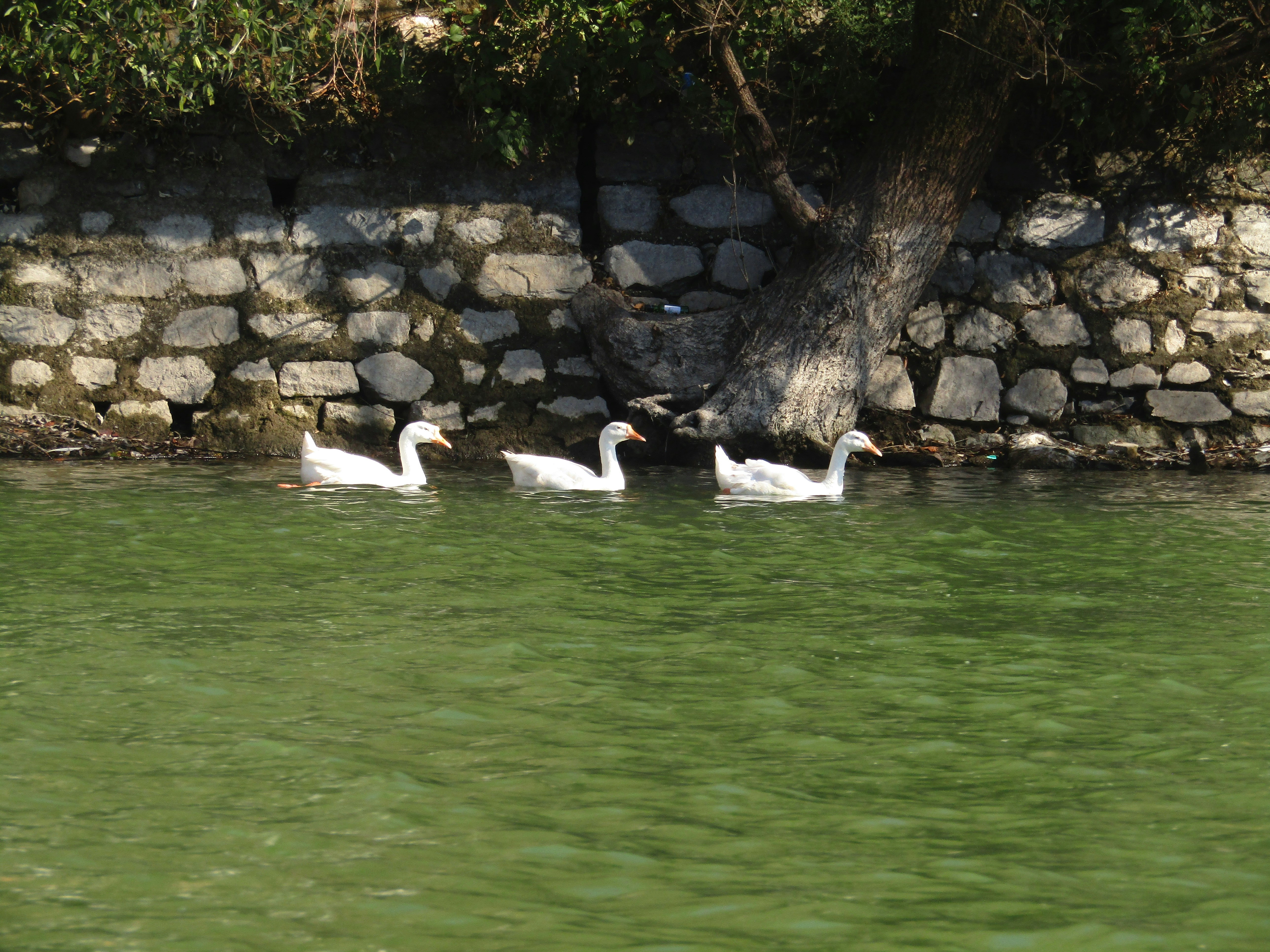 Three white geese glide along a calm river beside a mossy stone wall. A shadowed tree frames the bank.