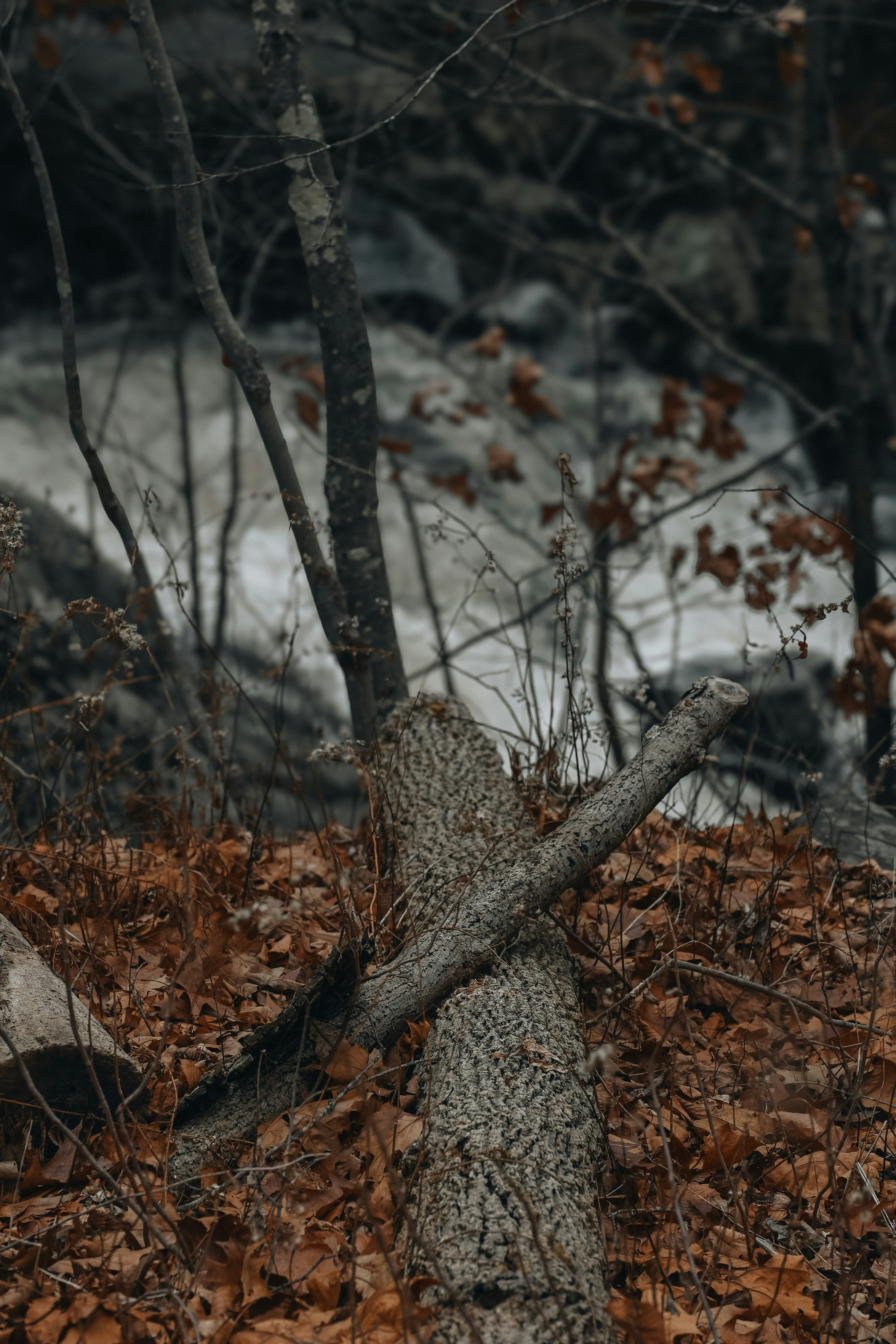An X of Fallen Logs Framing a Shadowed Stream