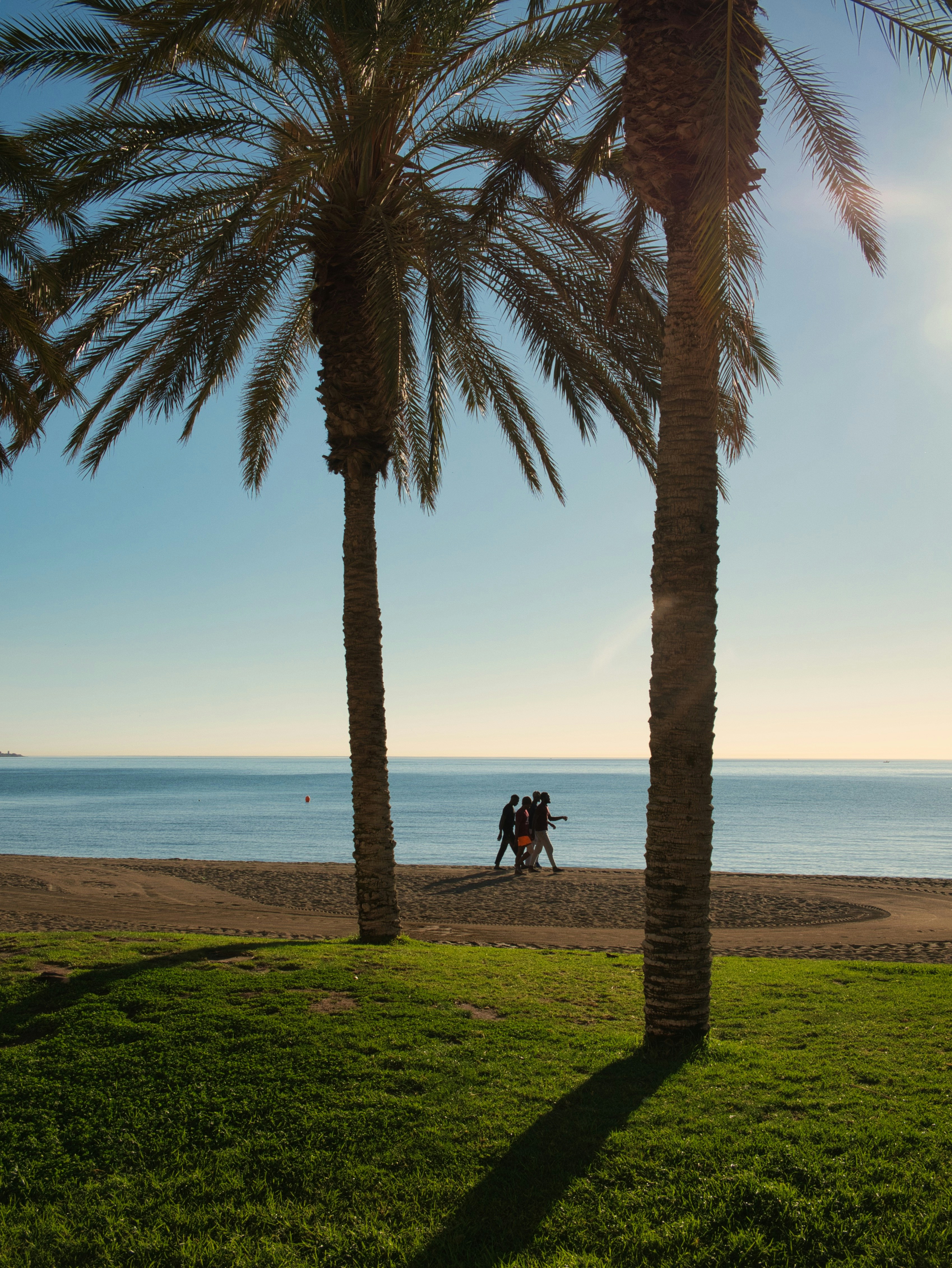 a couple of palm trees sitting on top of a lush green field