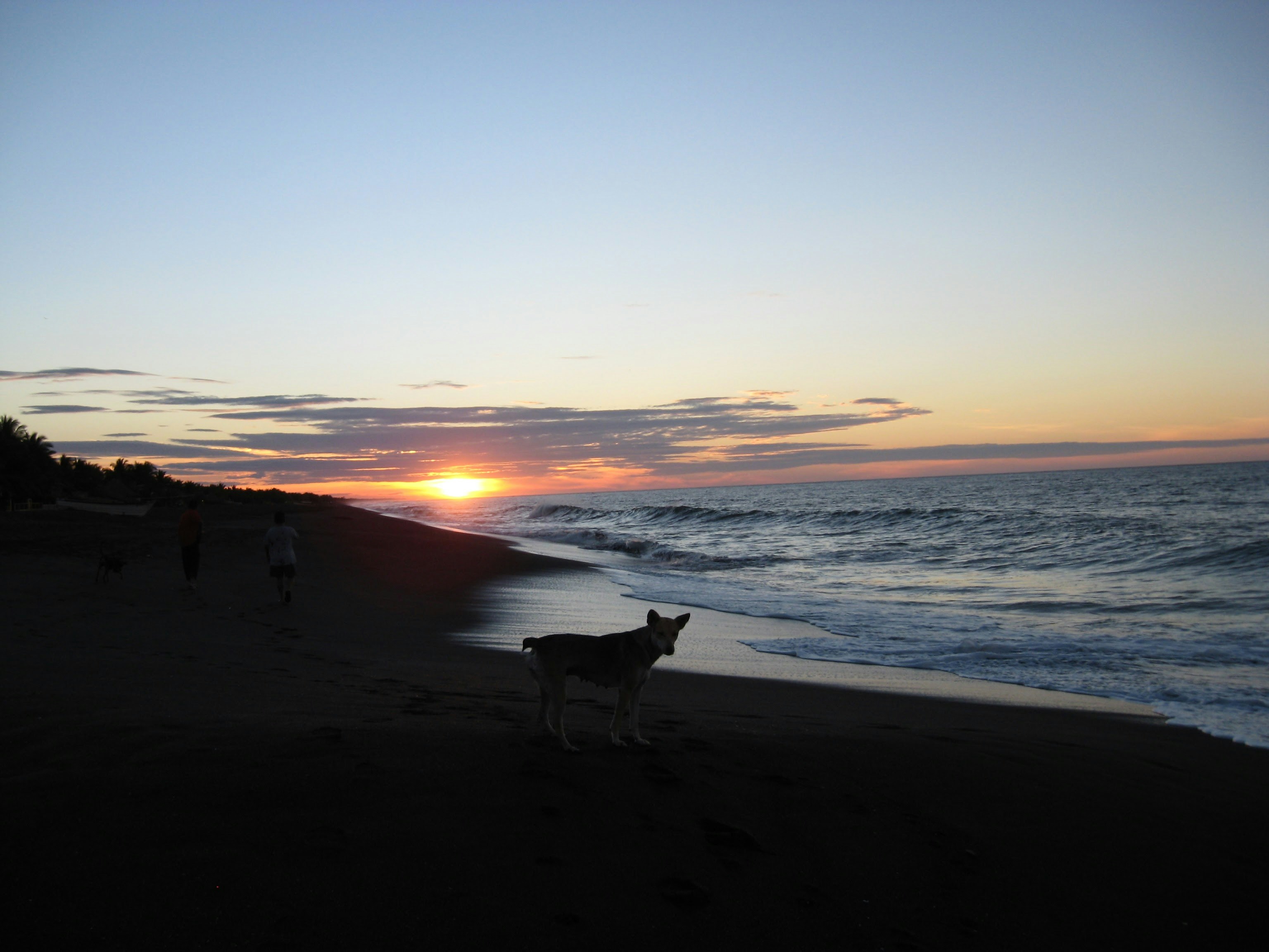 Silhouette of a dog on a beach with a vibrant sunrise over the ocean horizon.