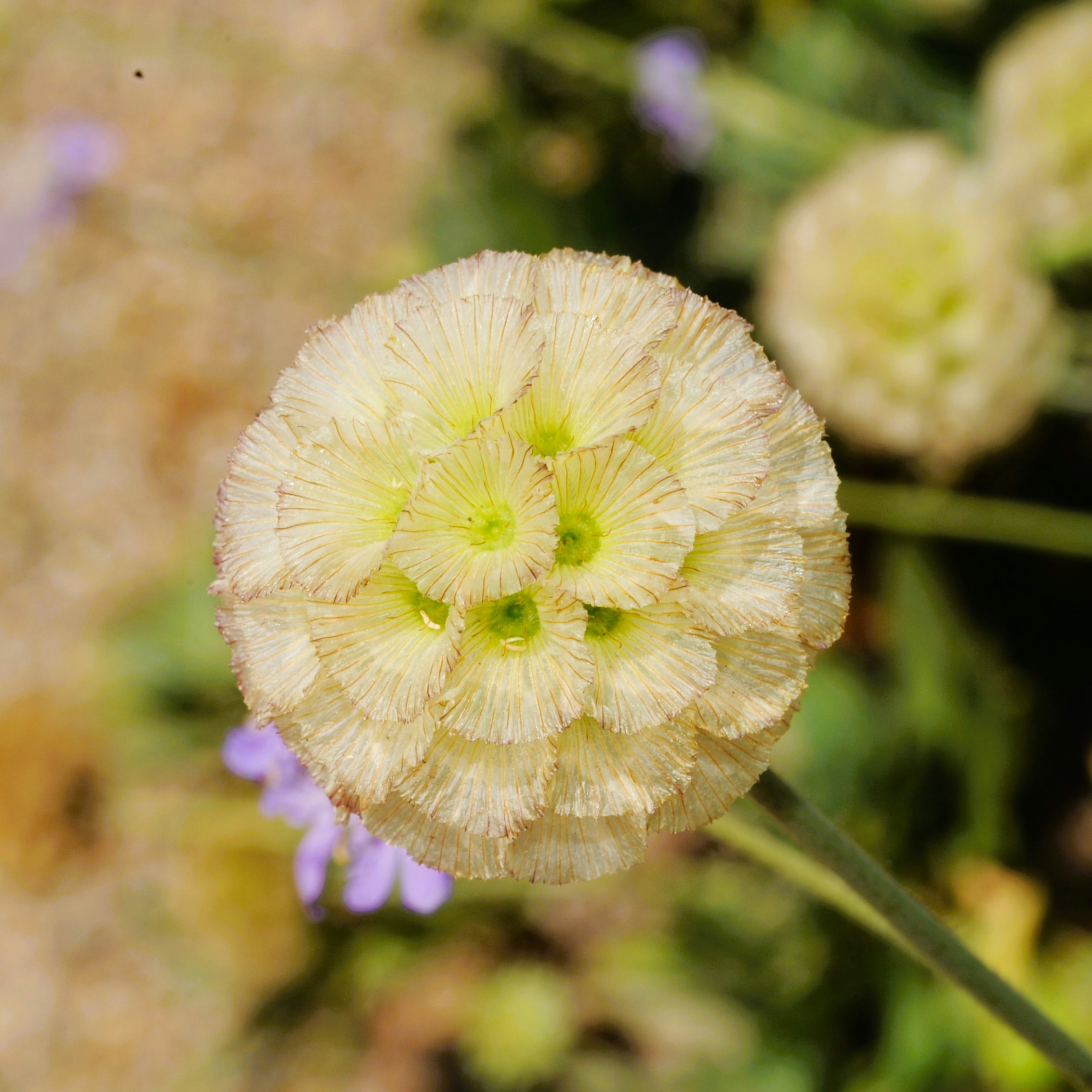 Round Flower Pictures | Download Free Images on Unsplash