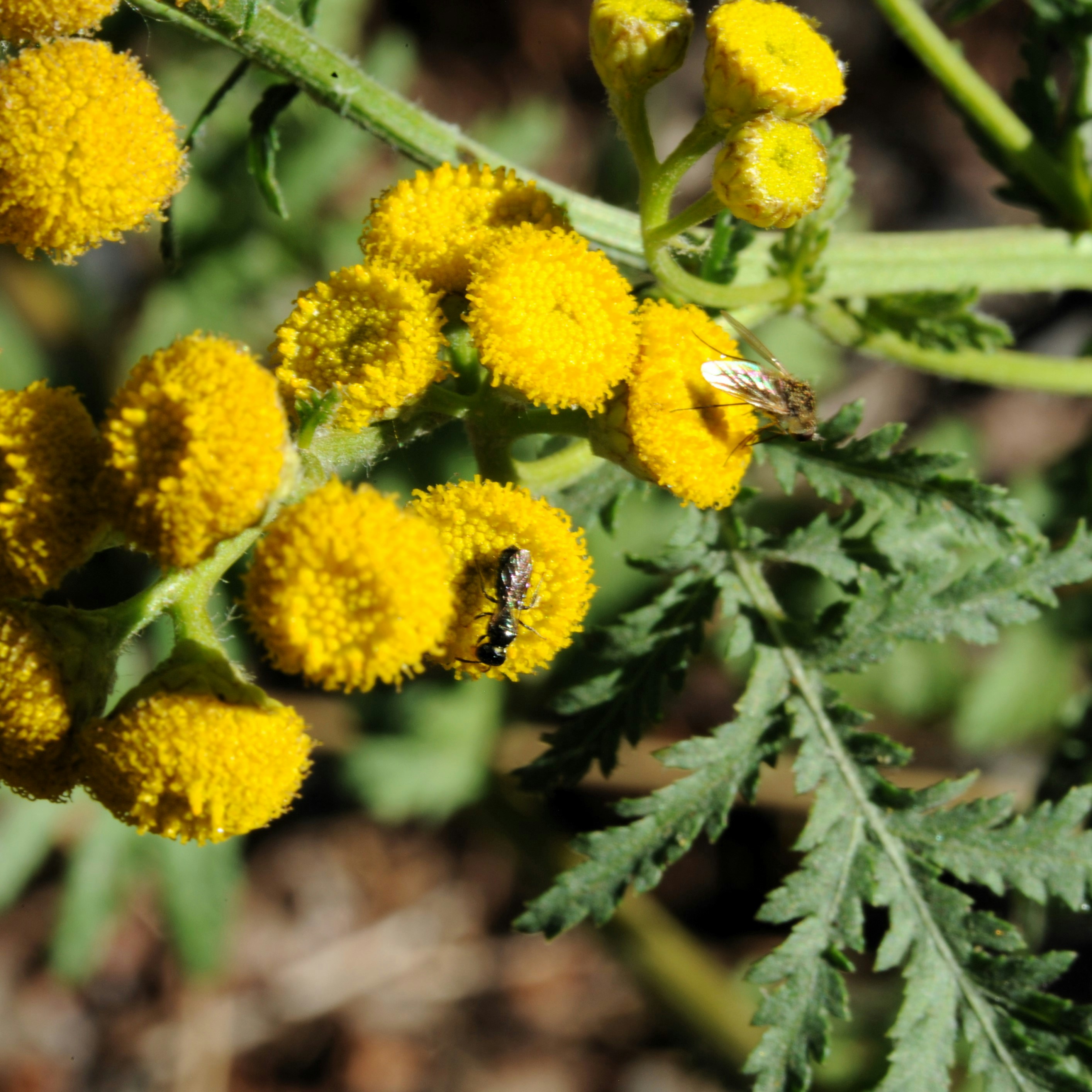 Yellow Buttonflowers Under Busy Insect Activity