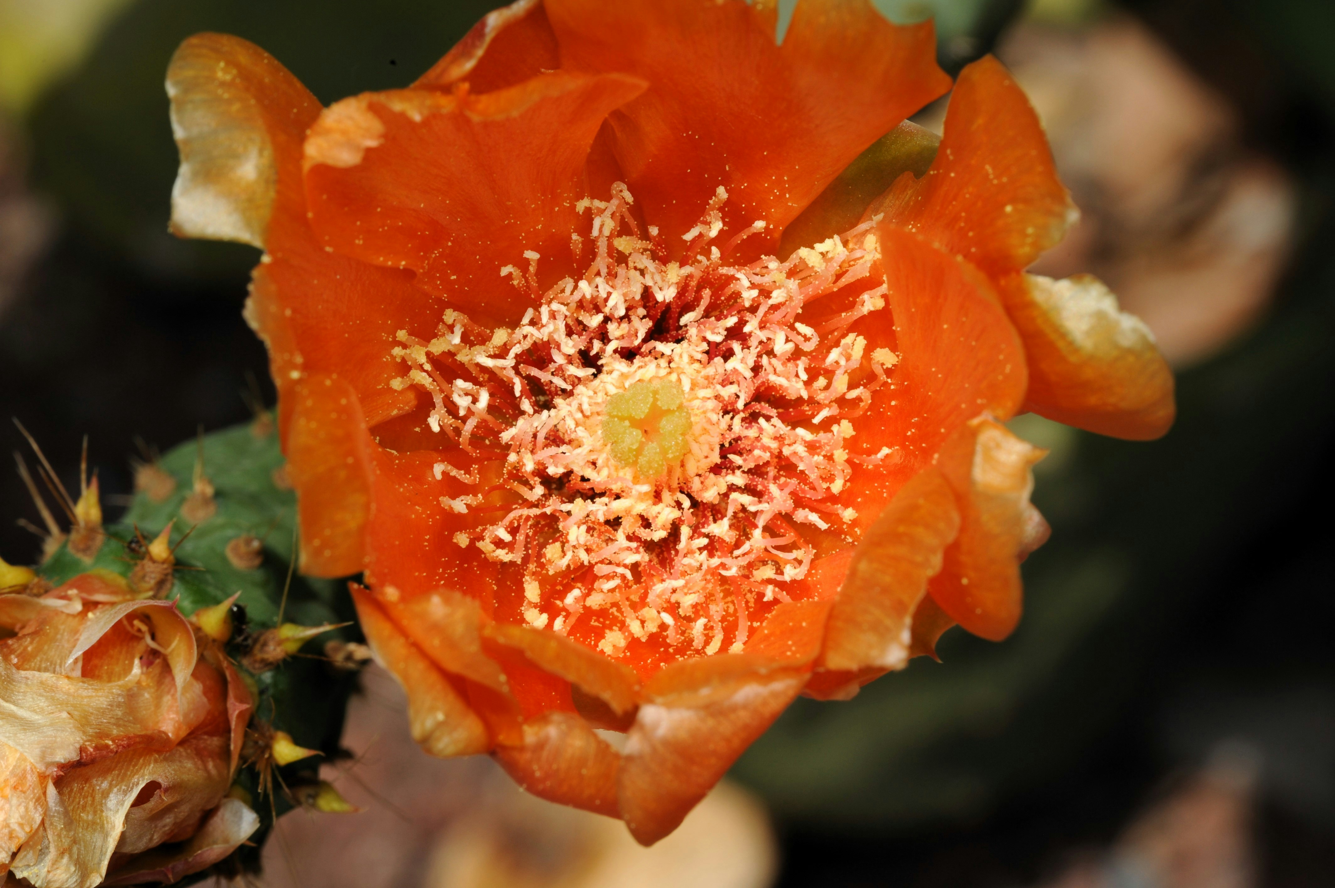 Orange Bloom Macro: Center Stage in a Cactus Flower