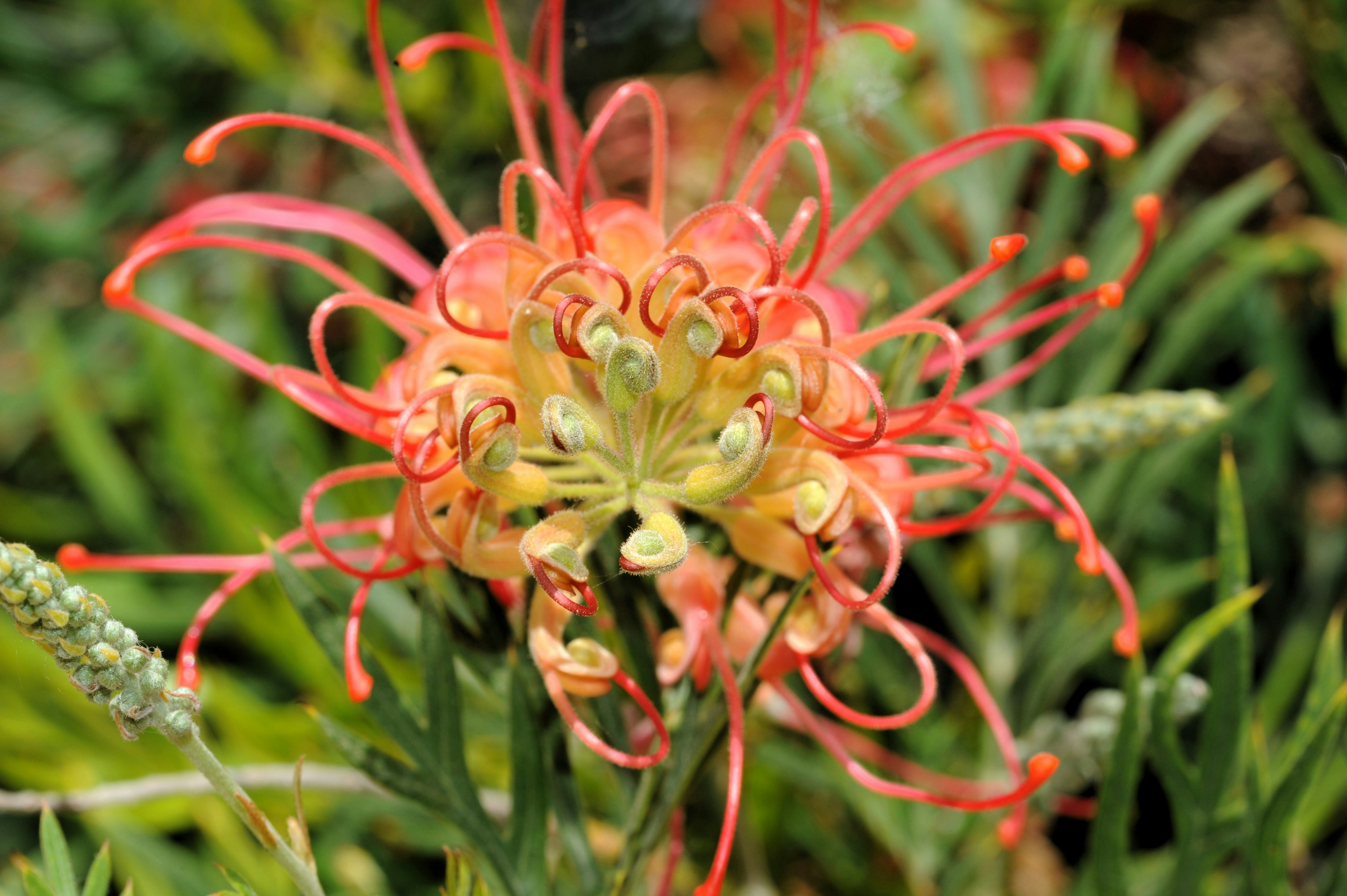 Crimson Tangle: Macro Portrait of a Spider Lily's Fiery Core