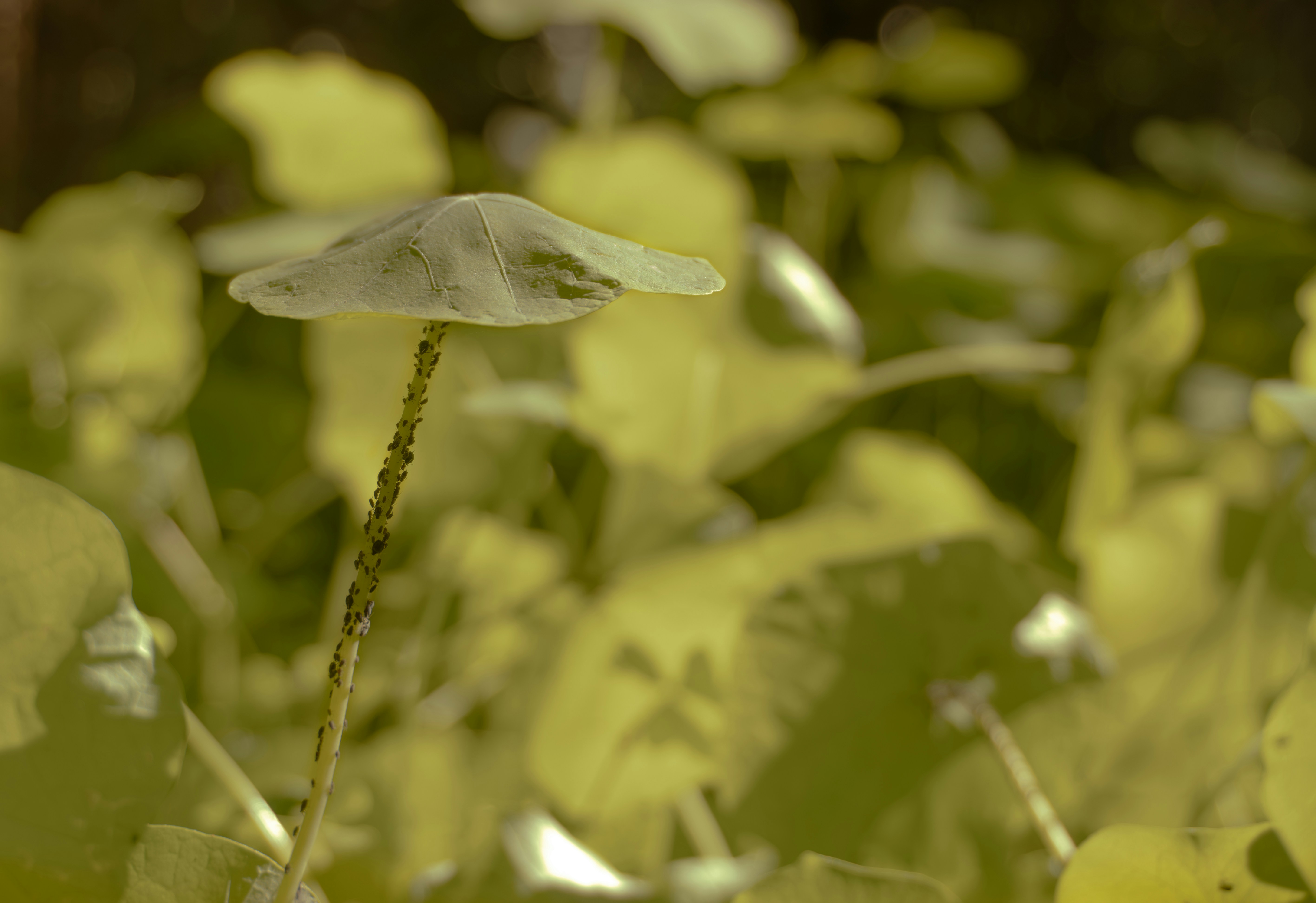 Quiet Sentinel in Dappled Green Light