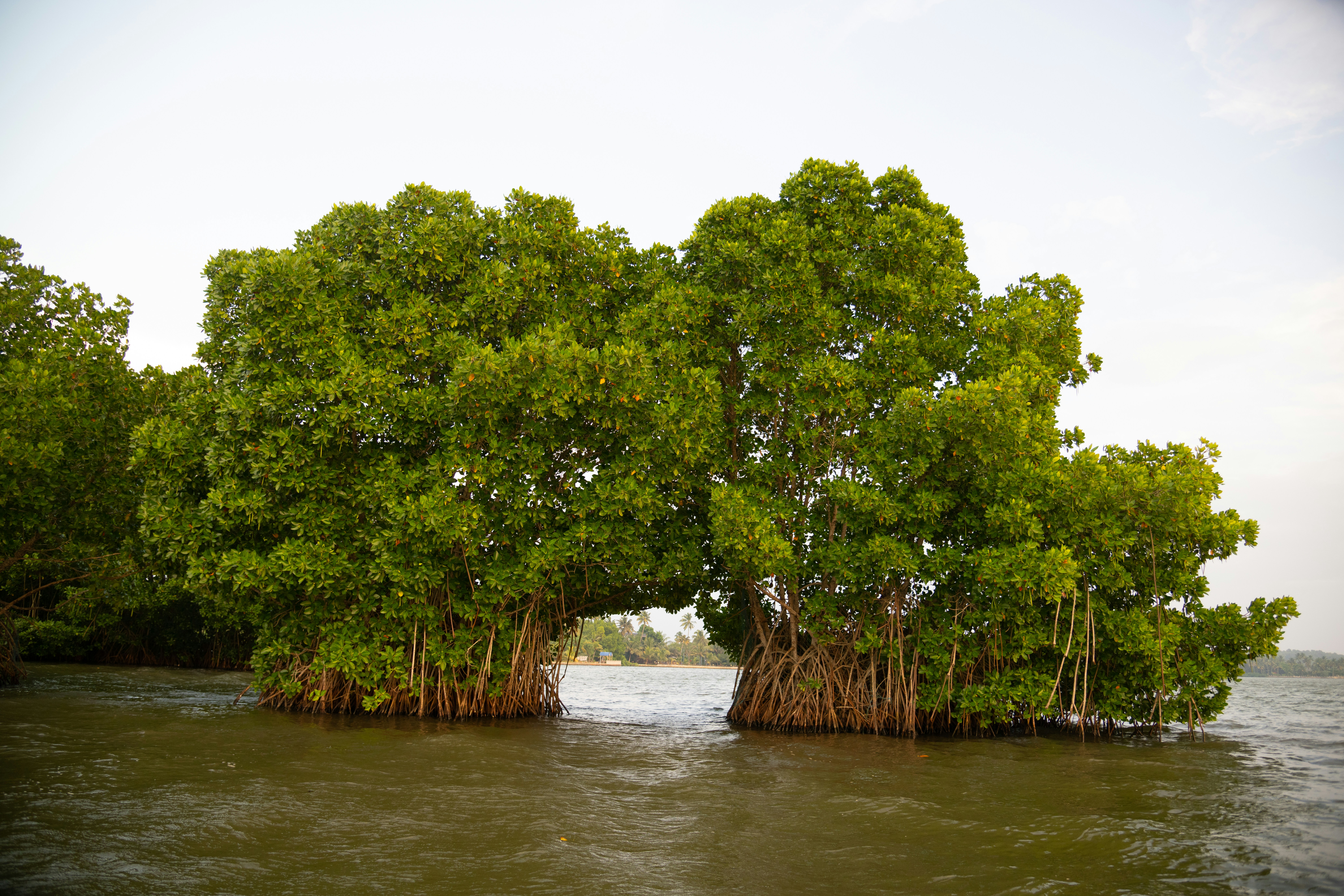 A group of trees that are in the water photo – Free Kerala Image on ...