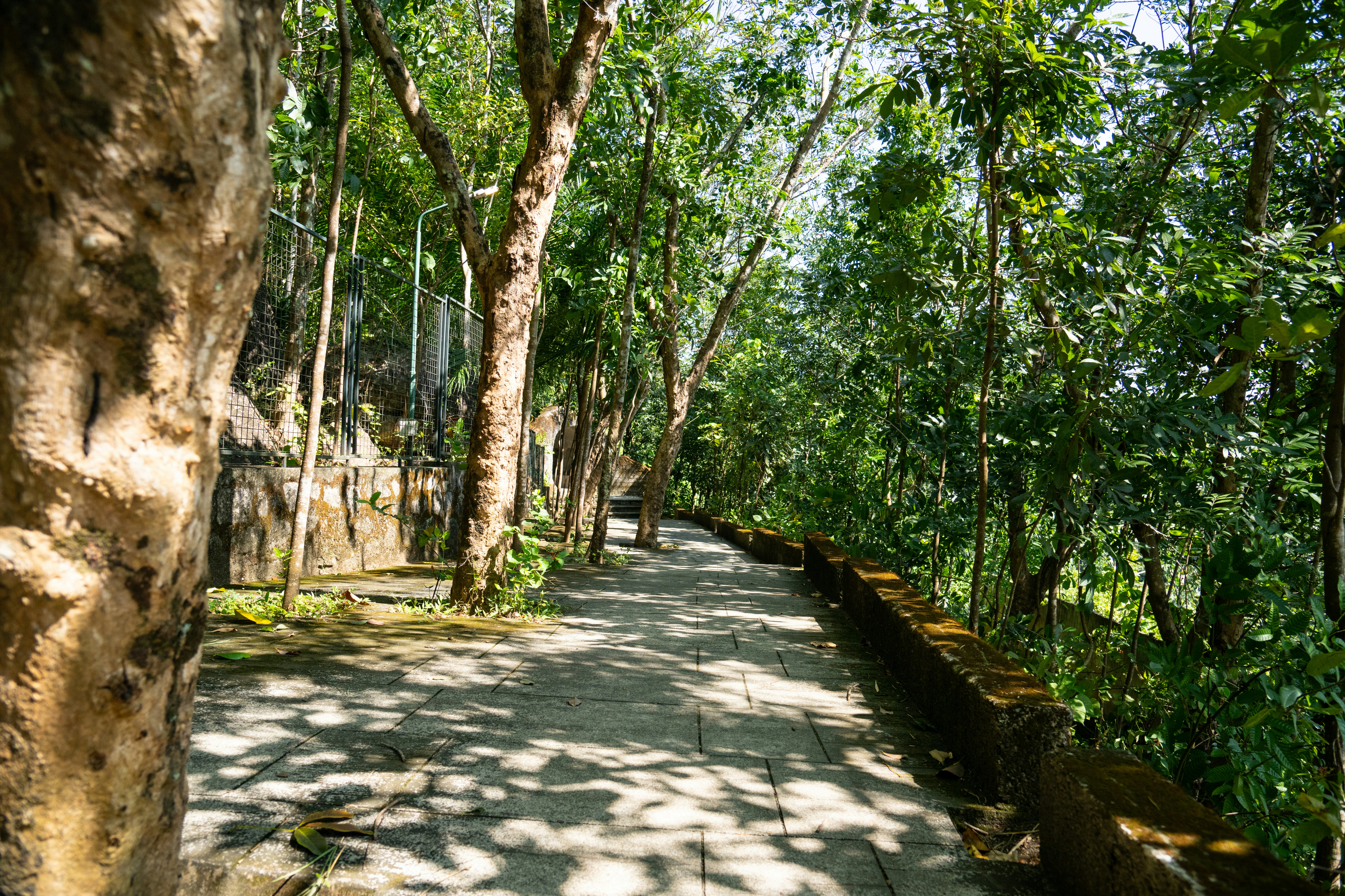 A walkway in the middle of a lush green forest photo – Free ...