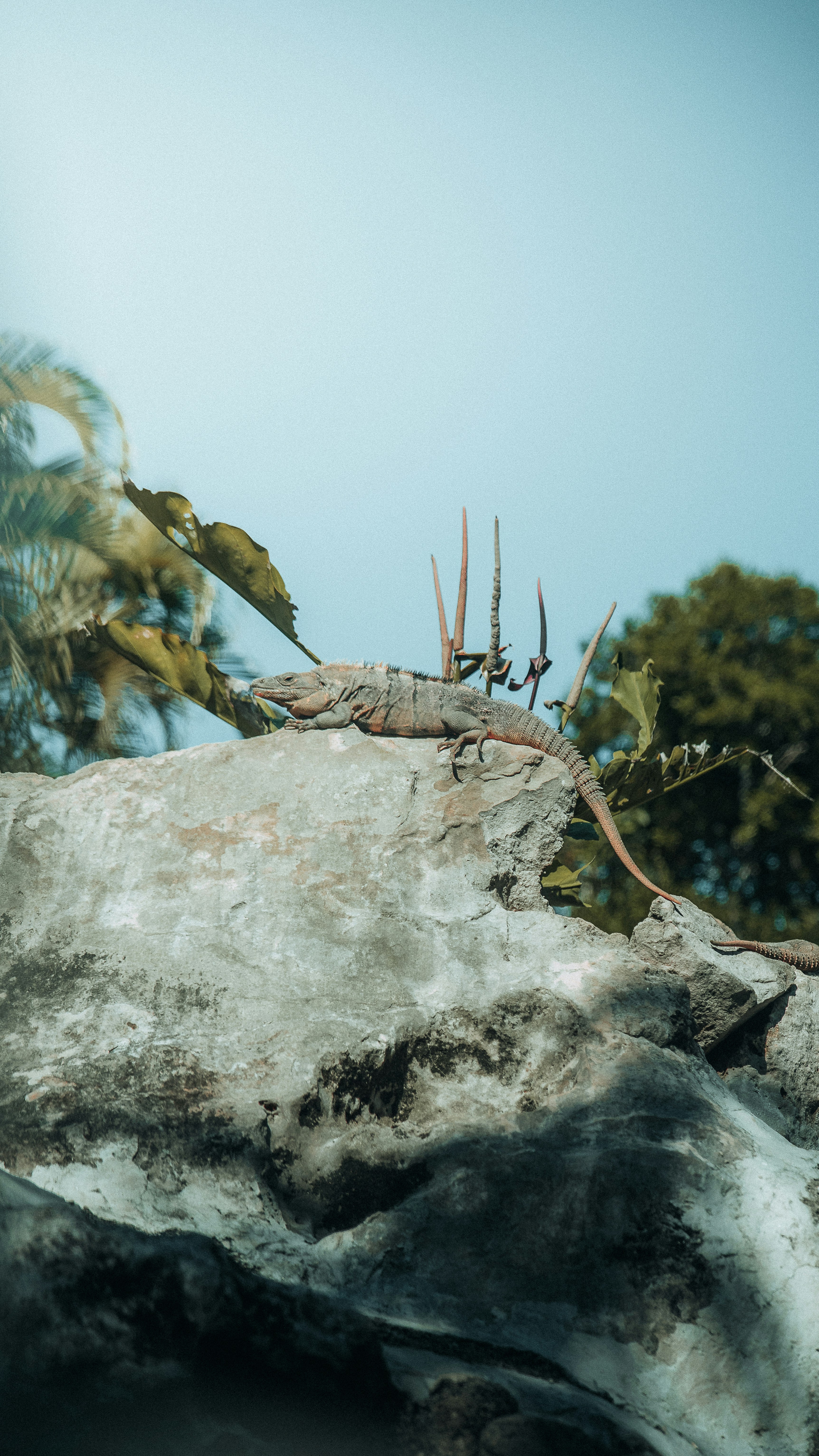 Rock Sentinel: A Spined Lizard Perched on Weathered Stone Against a Clear Blue Sky