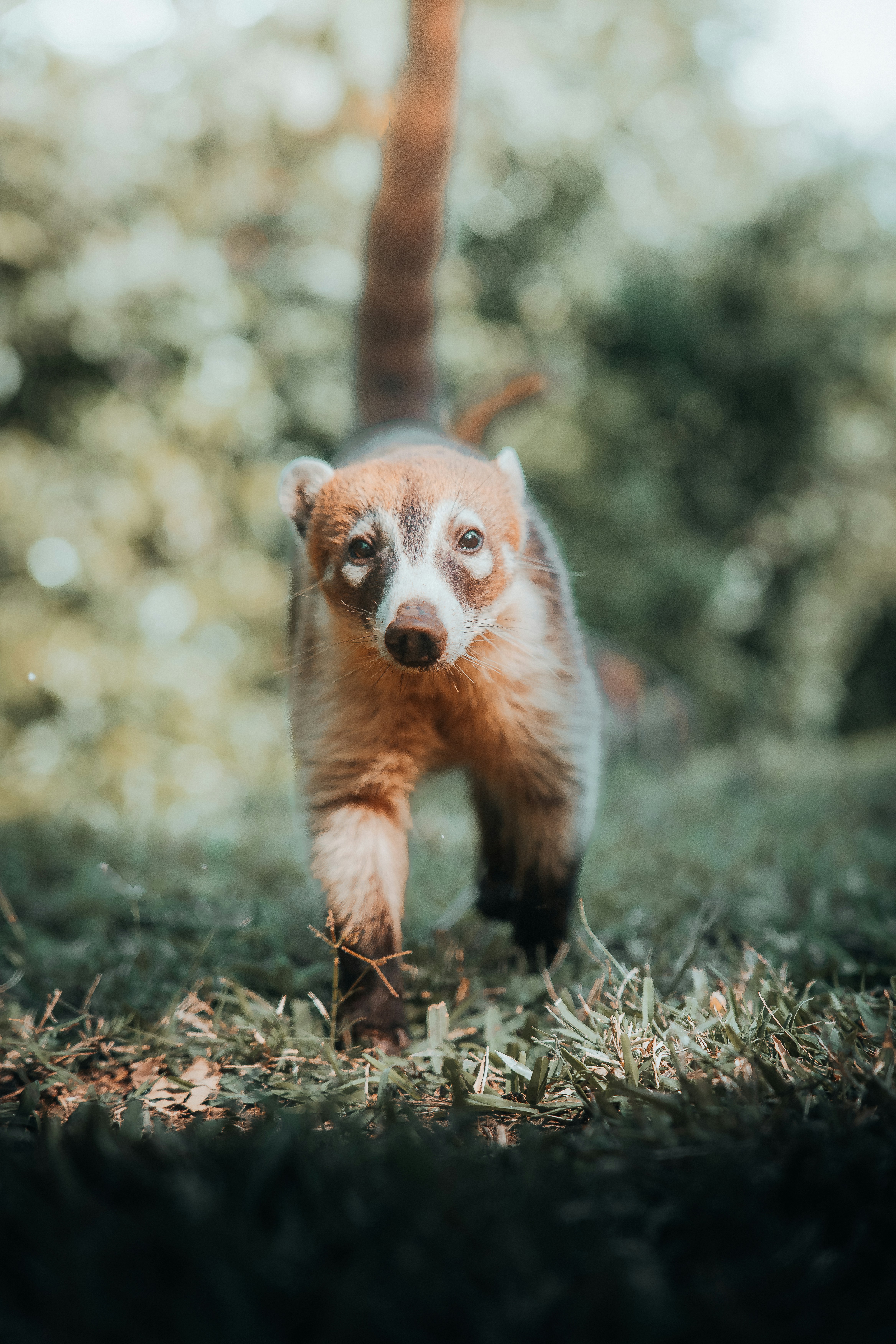 Ground-Level Gaze: a red panda approaches in soft forest light
