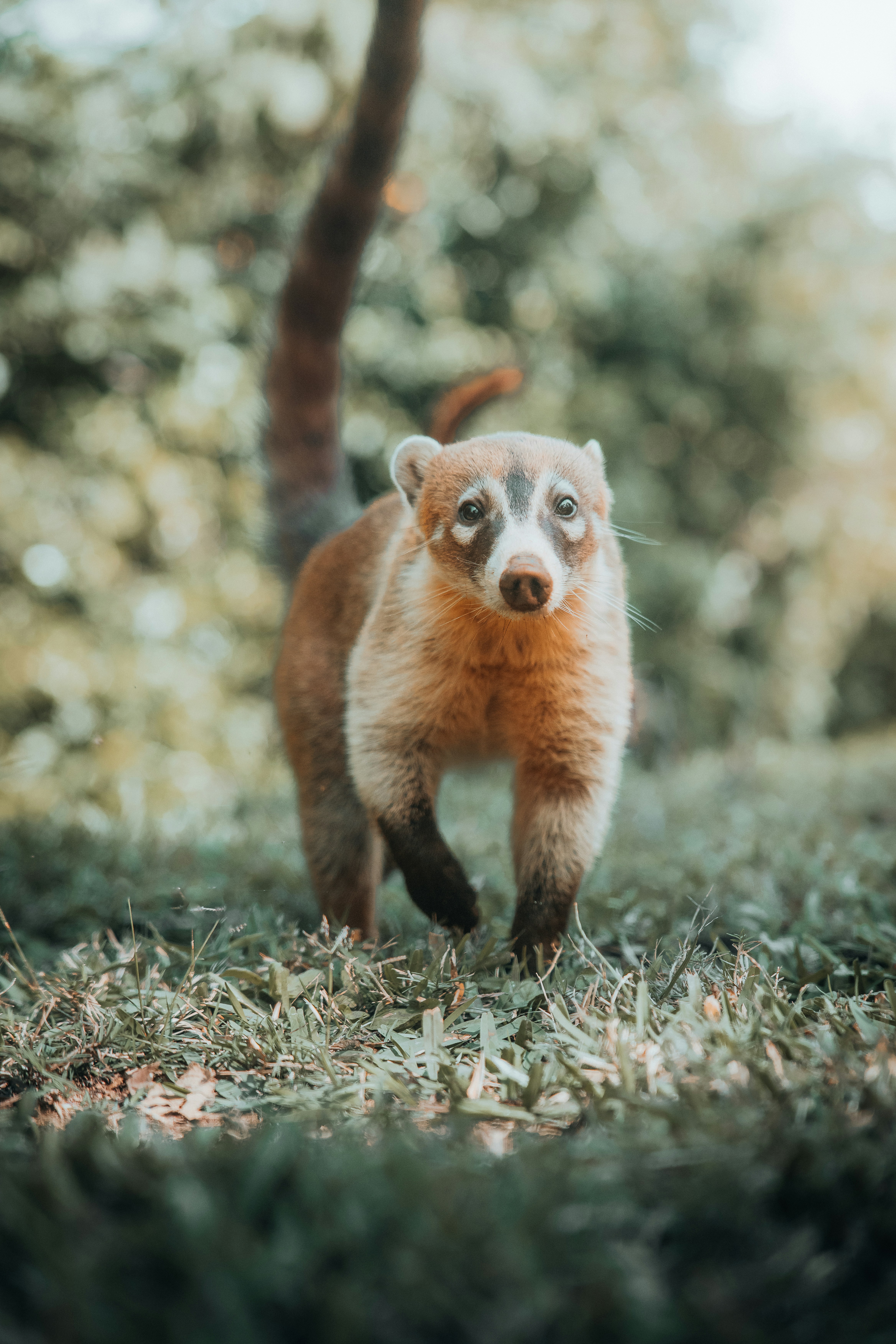 Un pequeño animal caminando por un frondoso bosque verde foto – Imagen ...