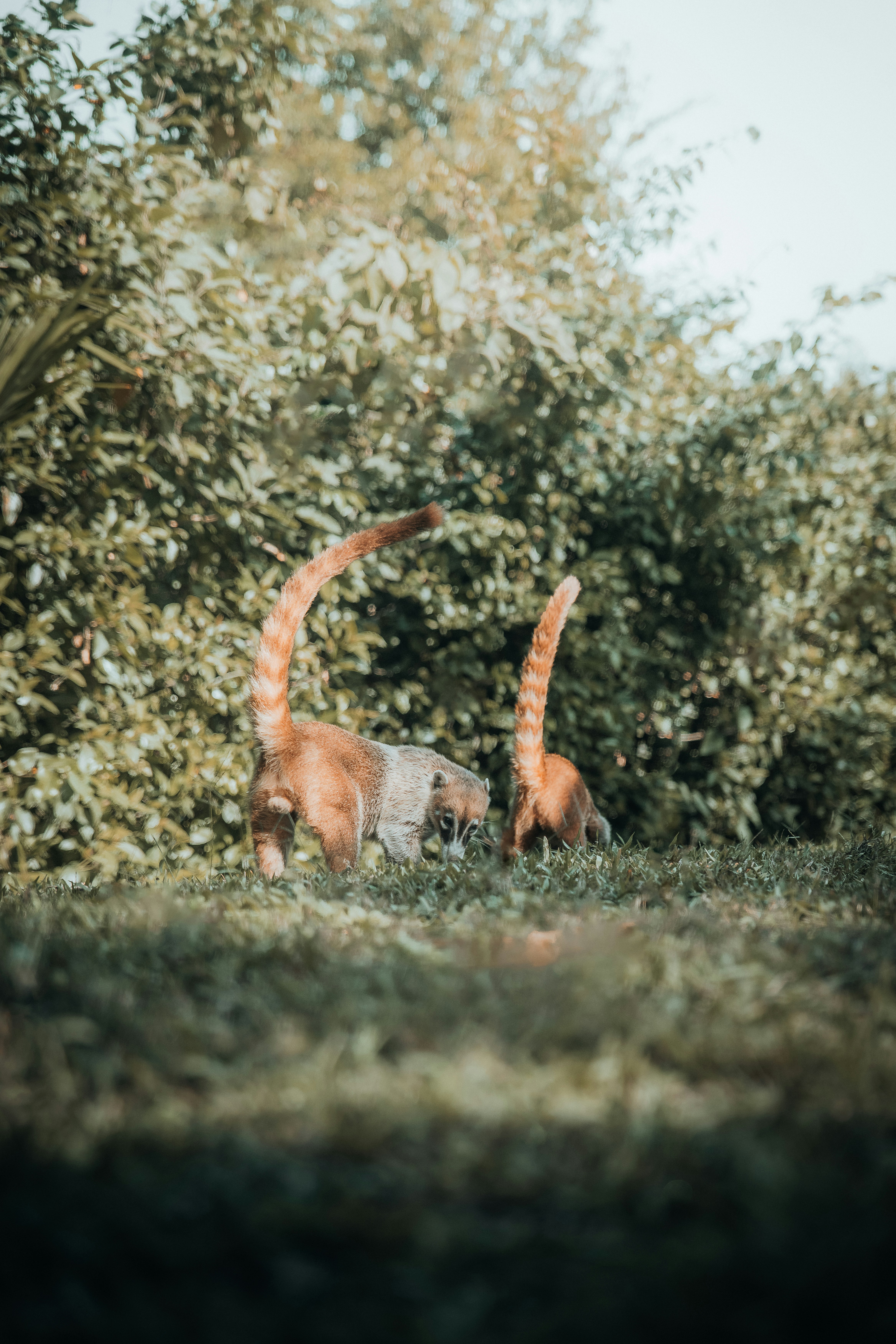 A couple of animals that are standing in the grass photo – Free Nature ...