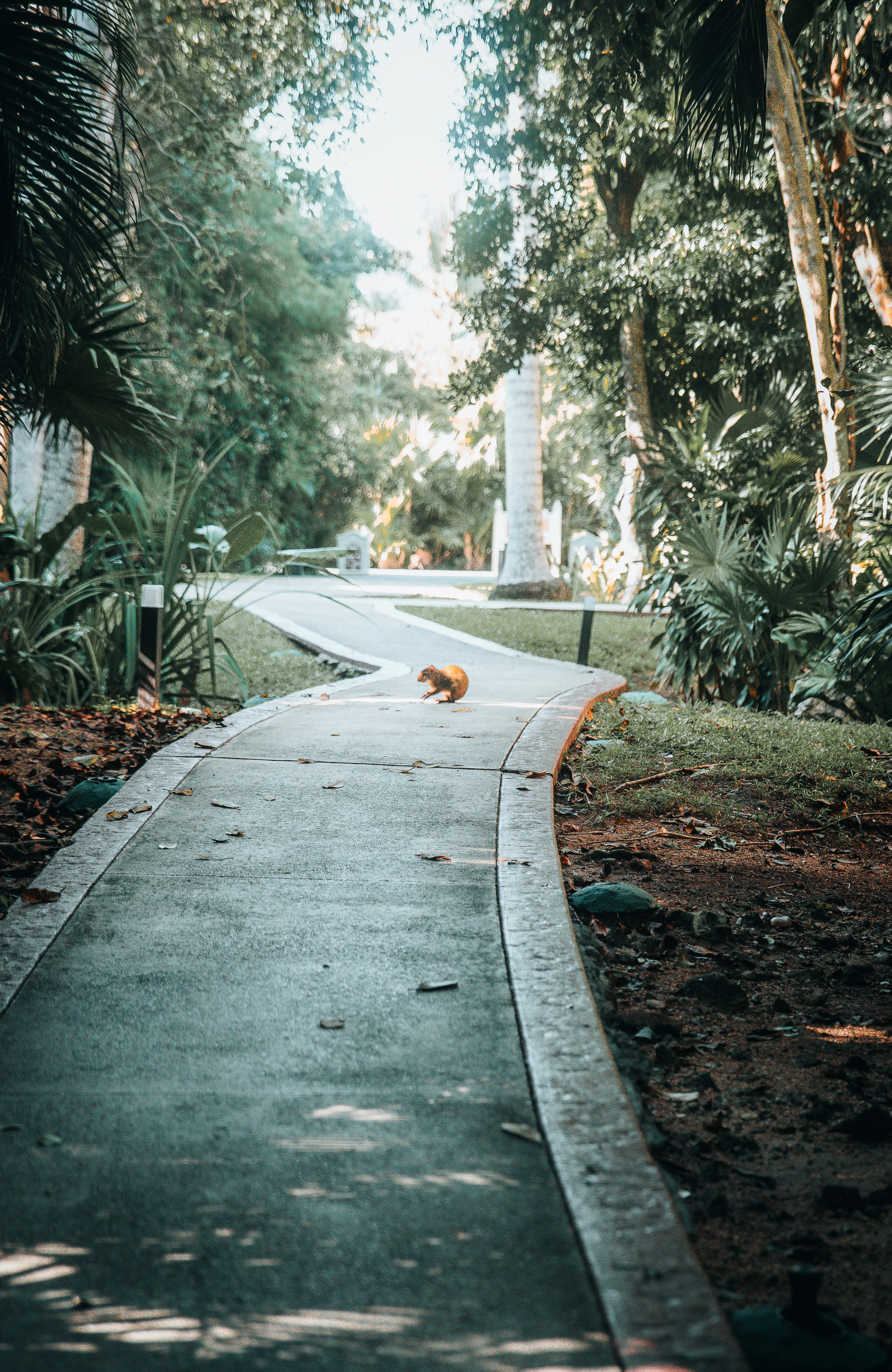 cute animal in the jungle