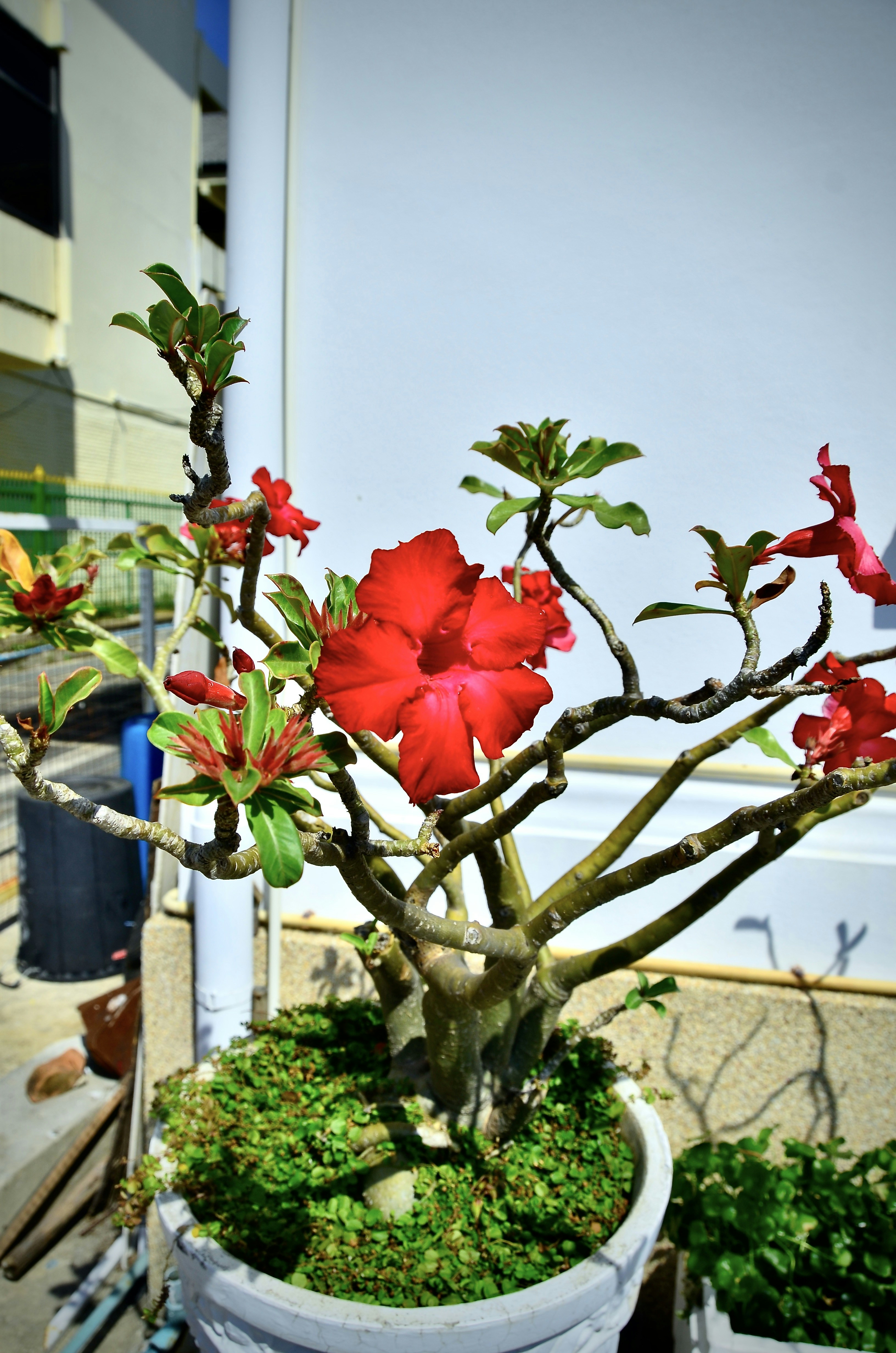 A potted plant with red flowers in it photo – Free Flower Image on Unsplash