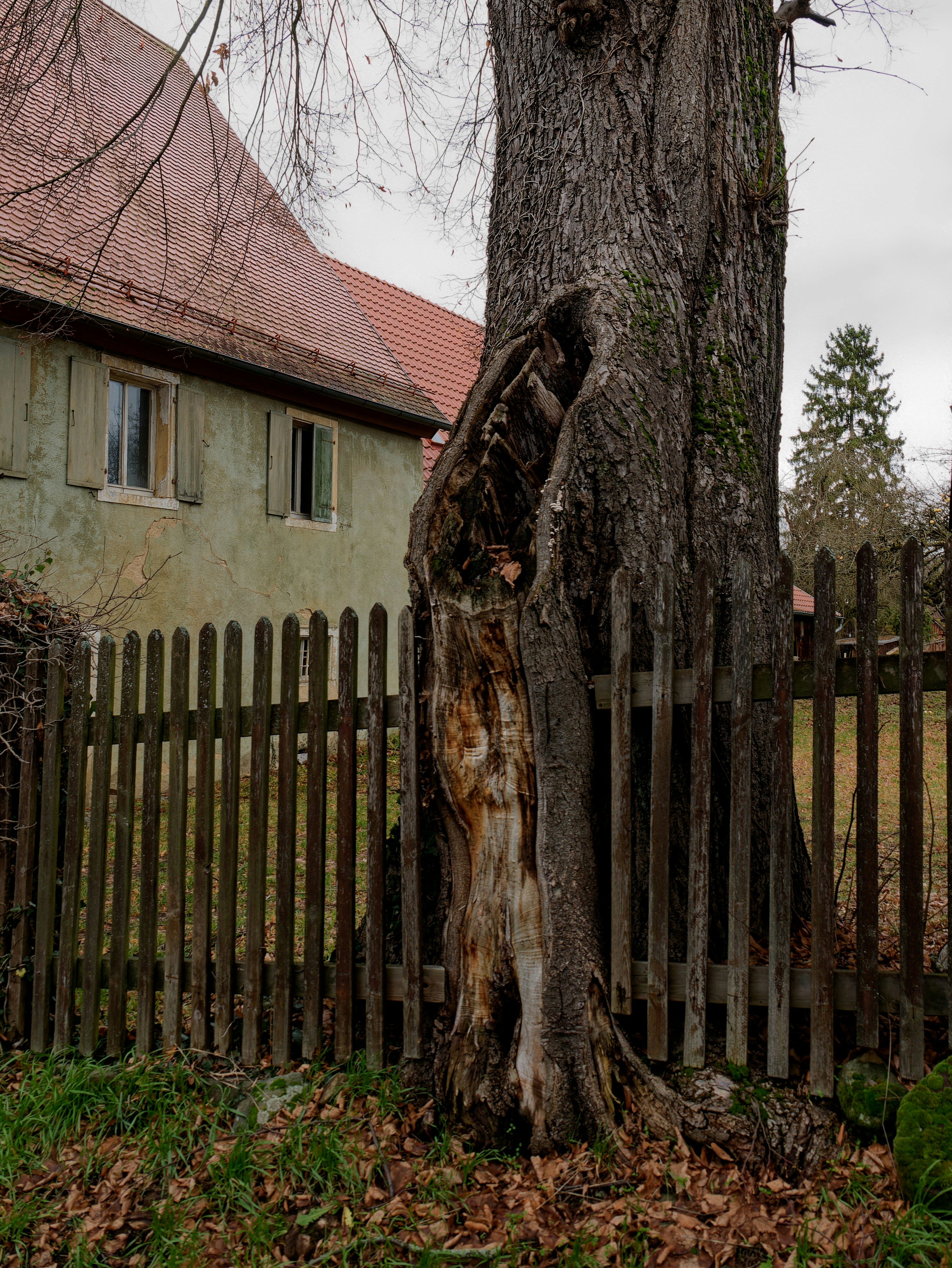 Whispers of Time: The Old Tree by the Weathered Home