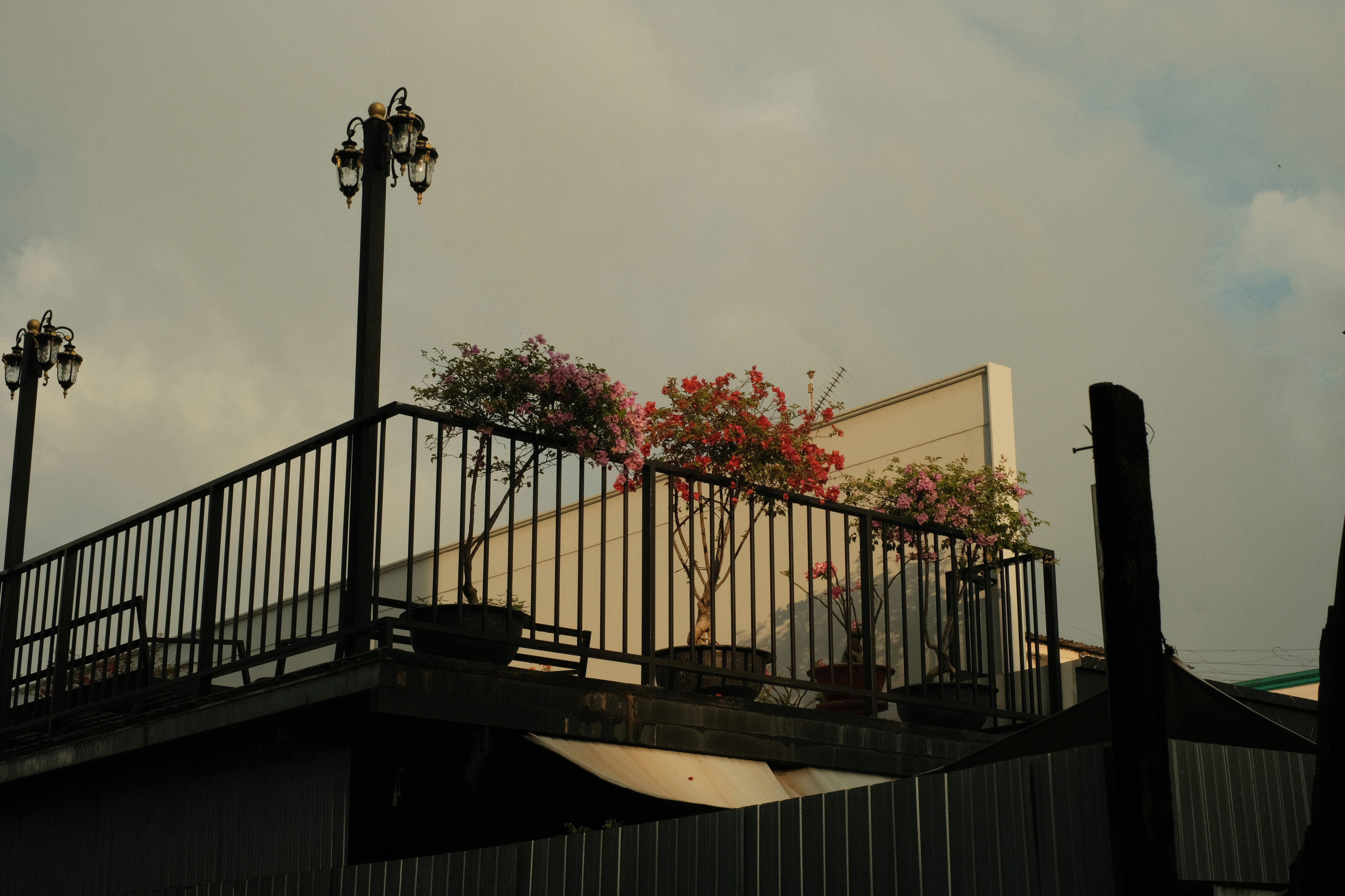 Pink Bouquets on a Rooftop Veranda Under Quiet Skies
