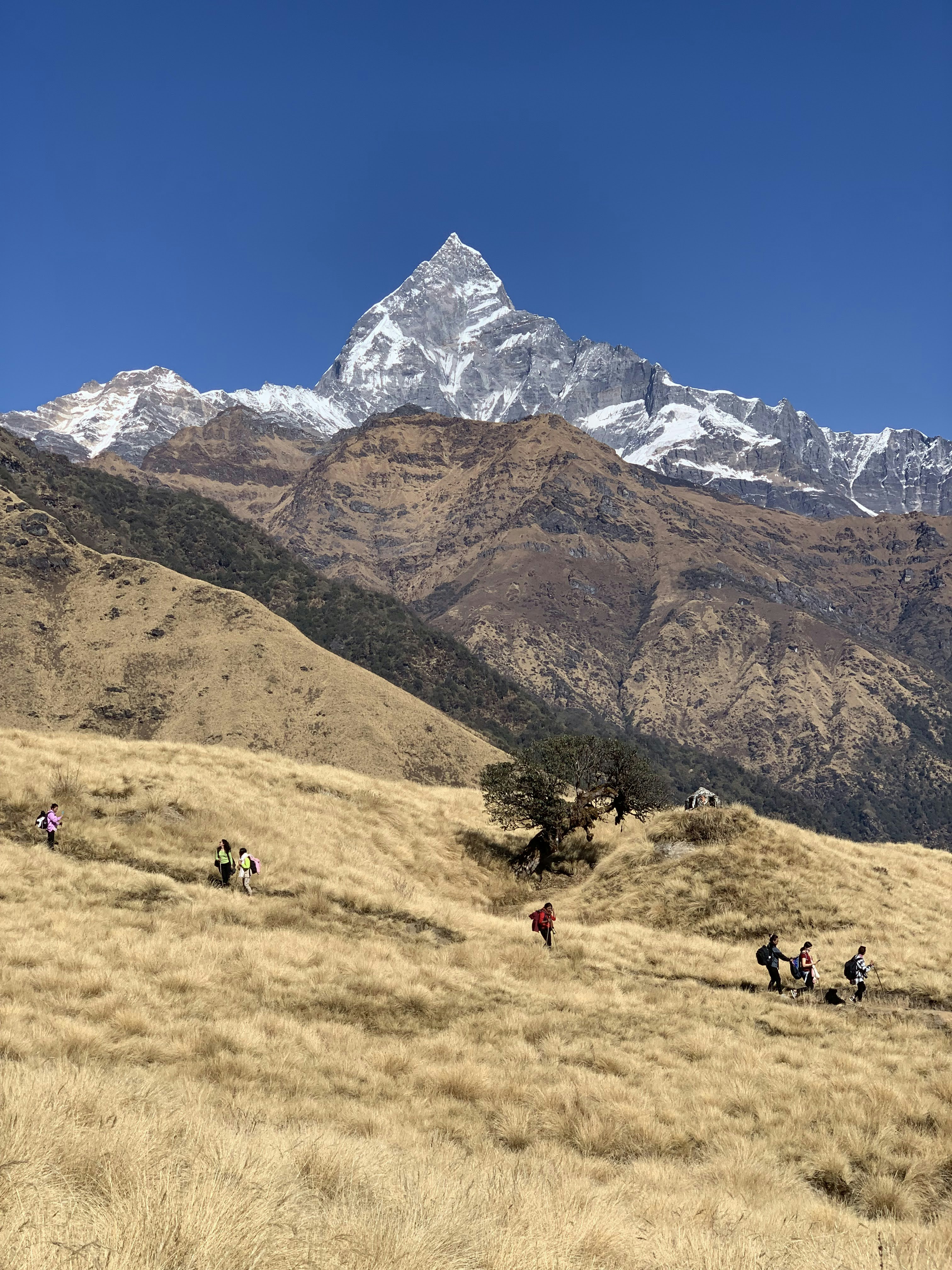 Snow-Crowned Summit Over a Sea of Gold: Hikers on a Highland Trail