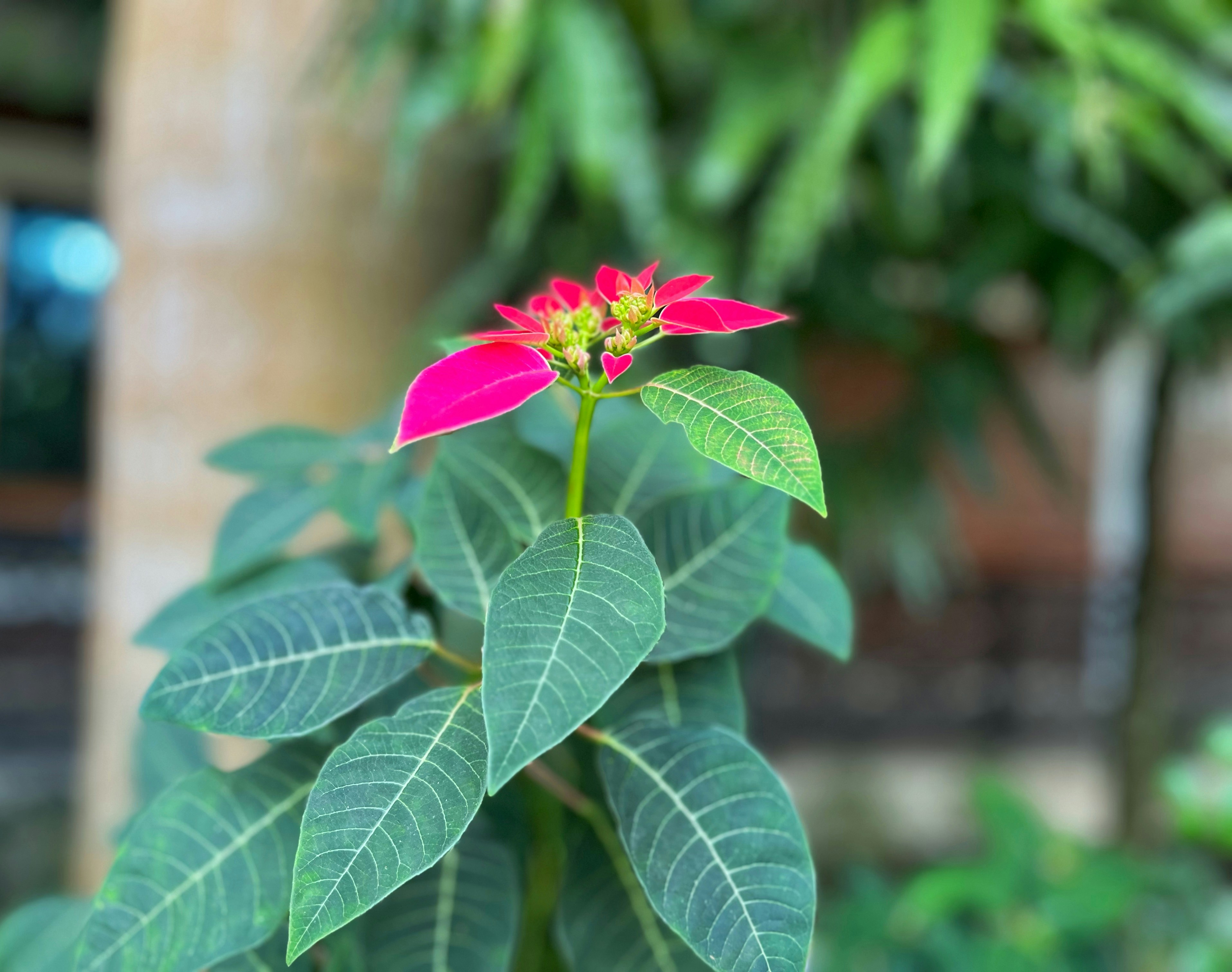 Crimson Buds at the Tip: A Poinsettia In Full Focus