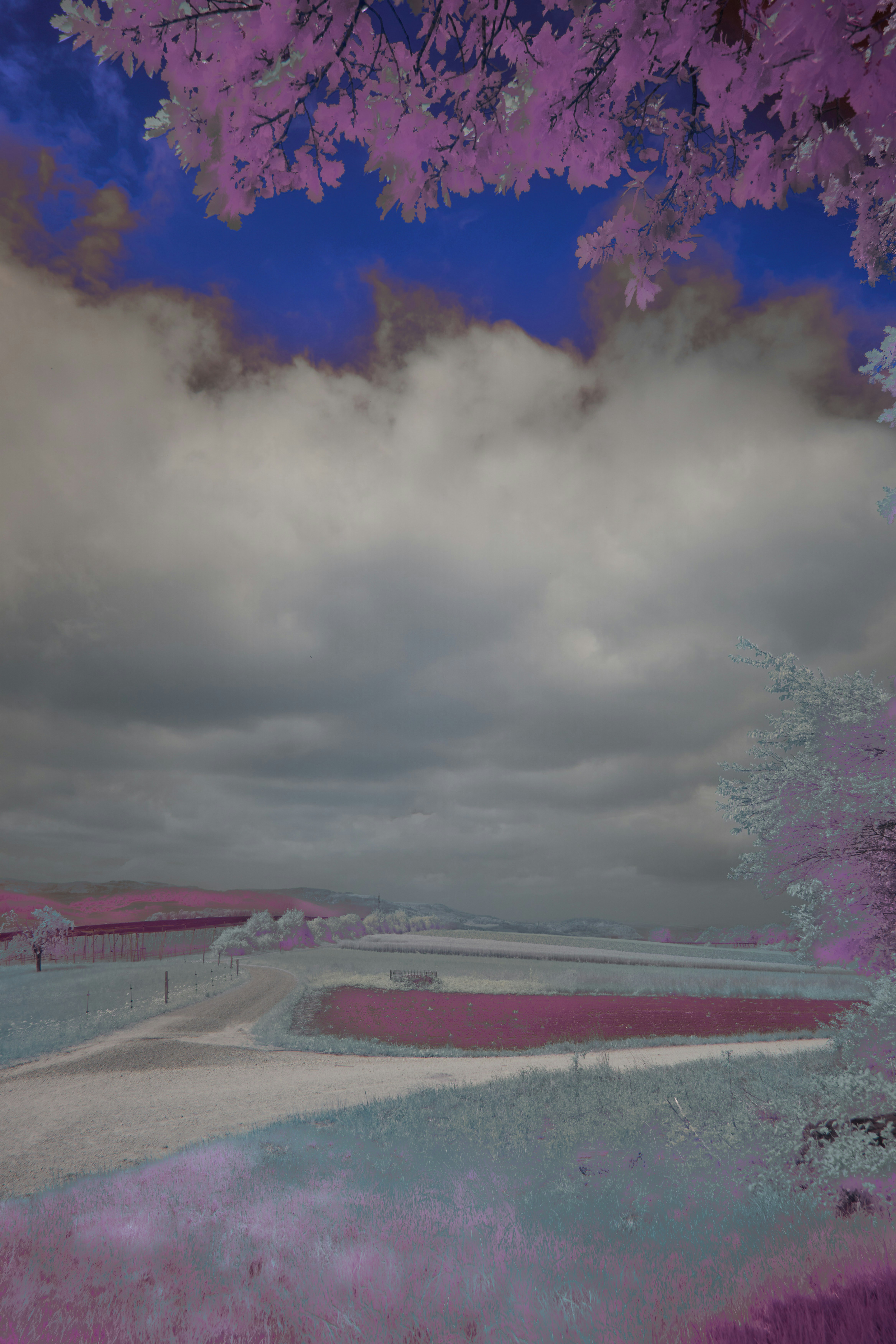 A purple and blue landscape with trees and clouds photo – Free Grey ...