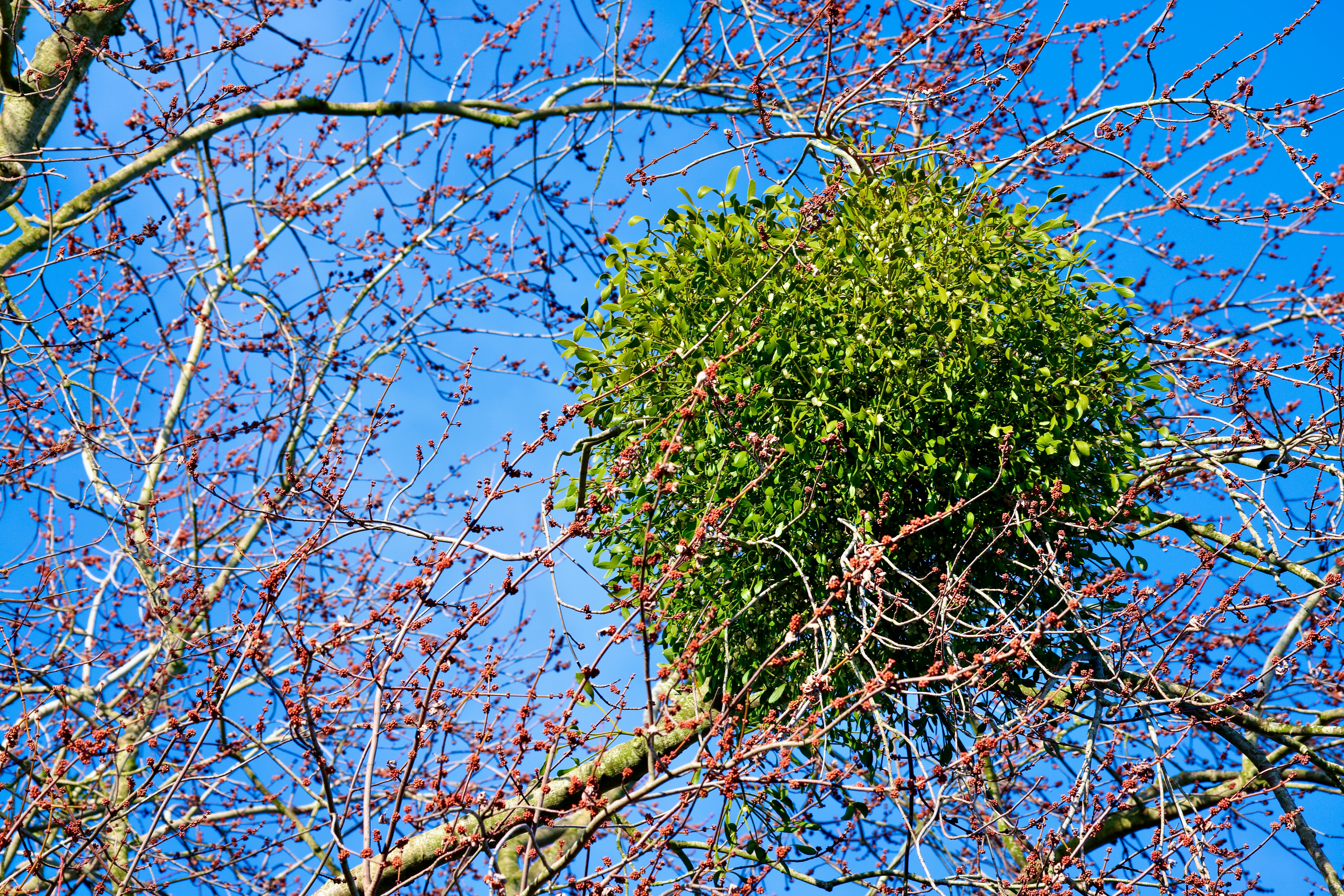 Nest in the Blue: A windswept canopy against a crisp sky