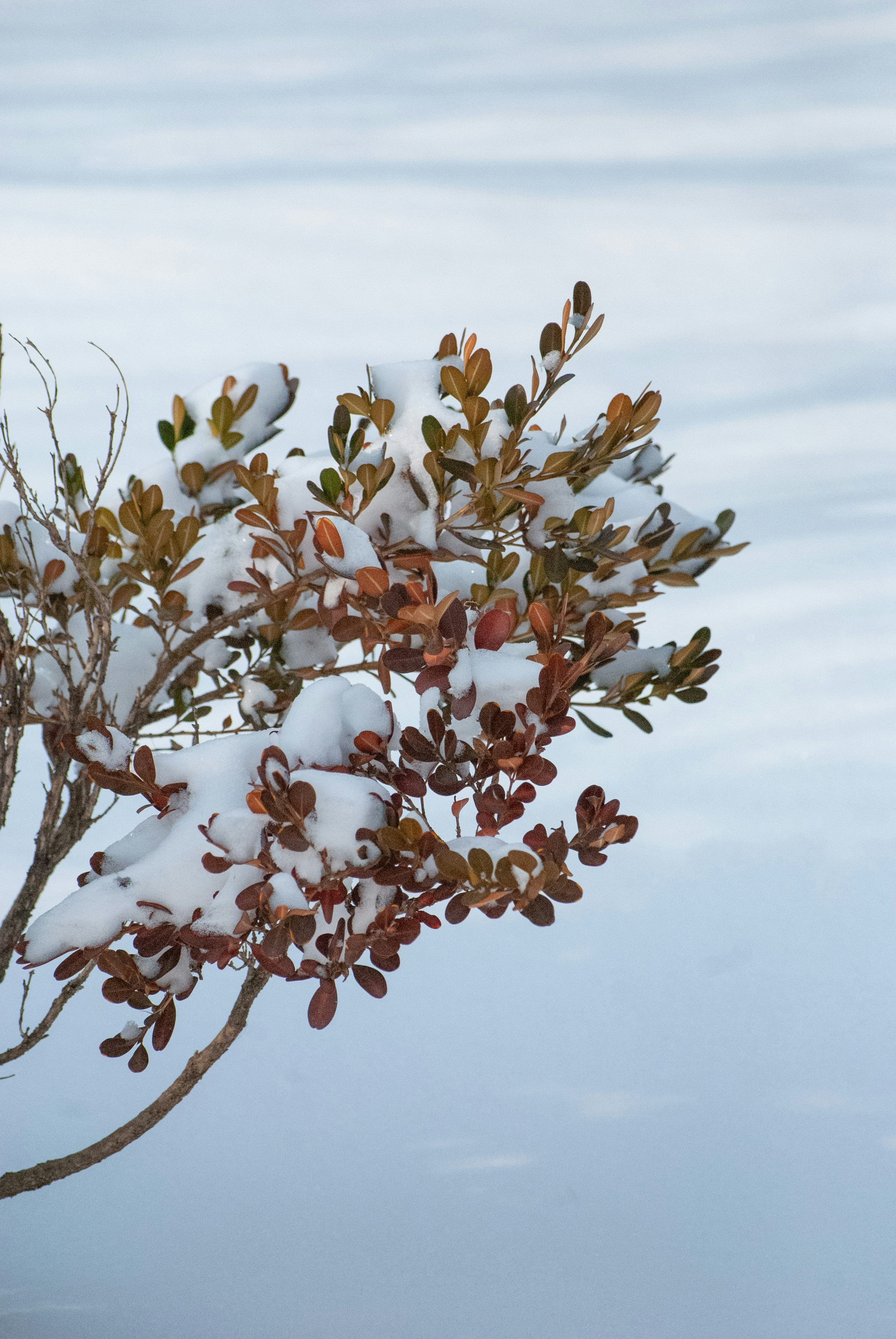 Snow-Capped Red Leaves Clinging to a Curved Branch Under a Quiet Winter Sky