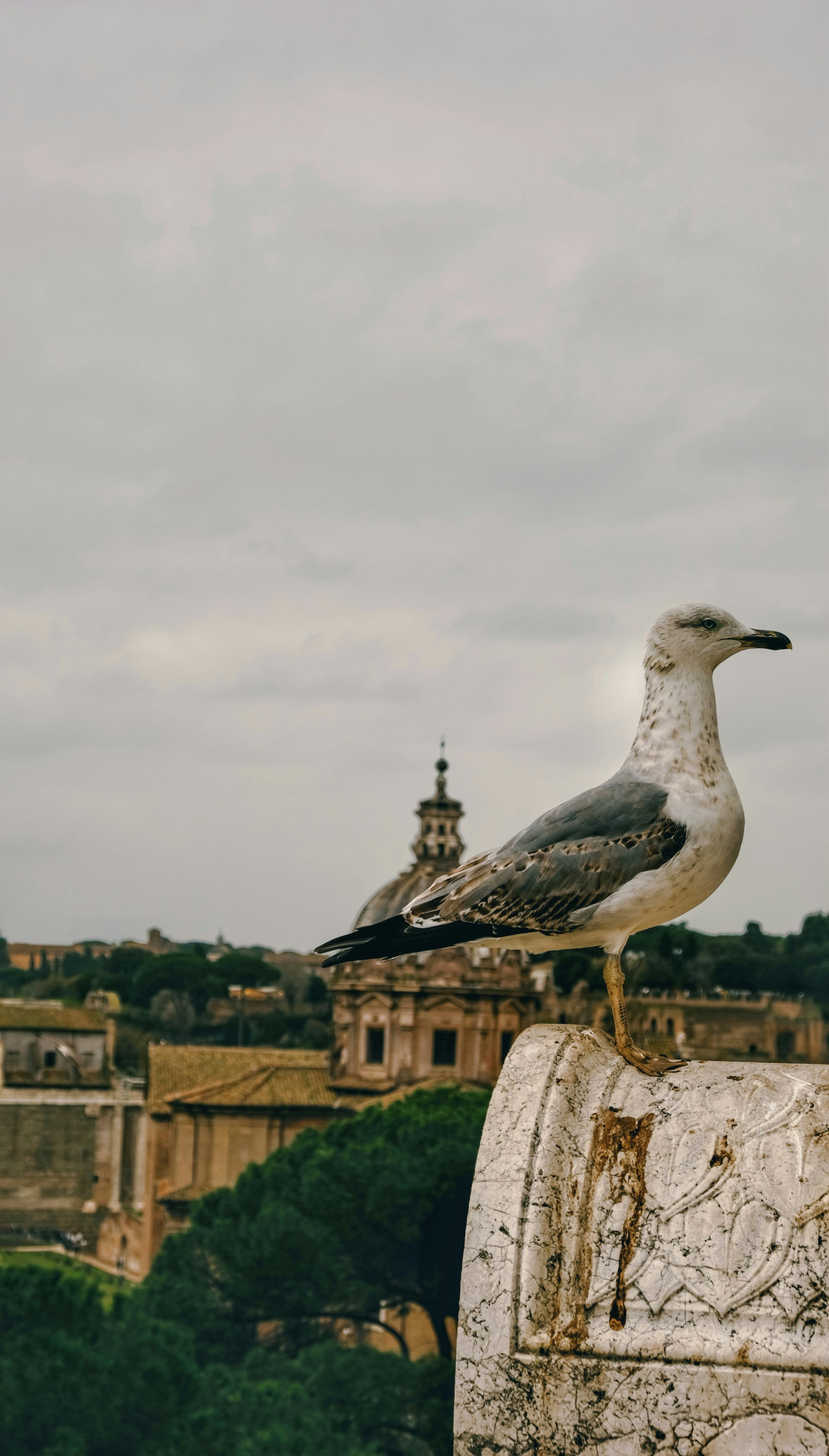 Seagull Perch Framing a Baroque Skyline