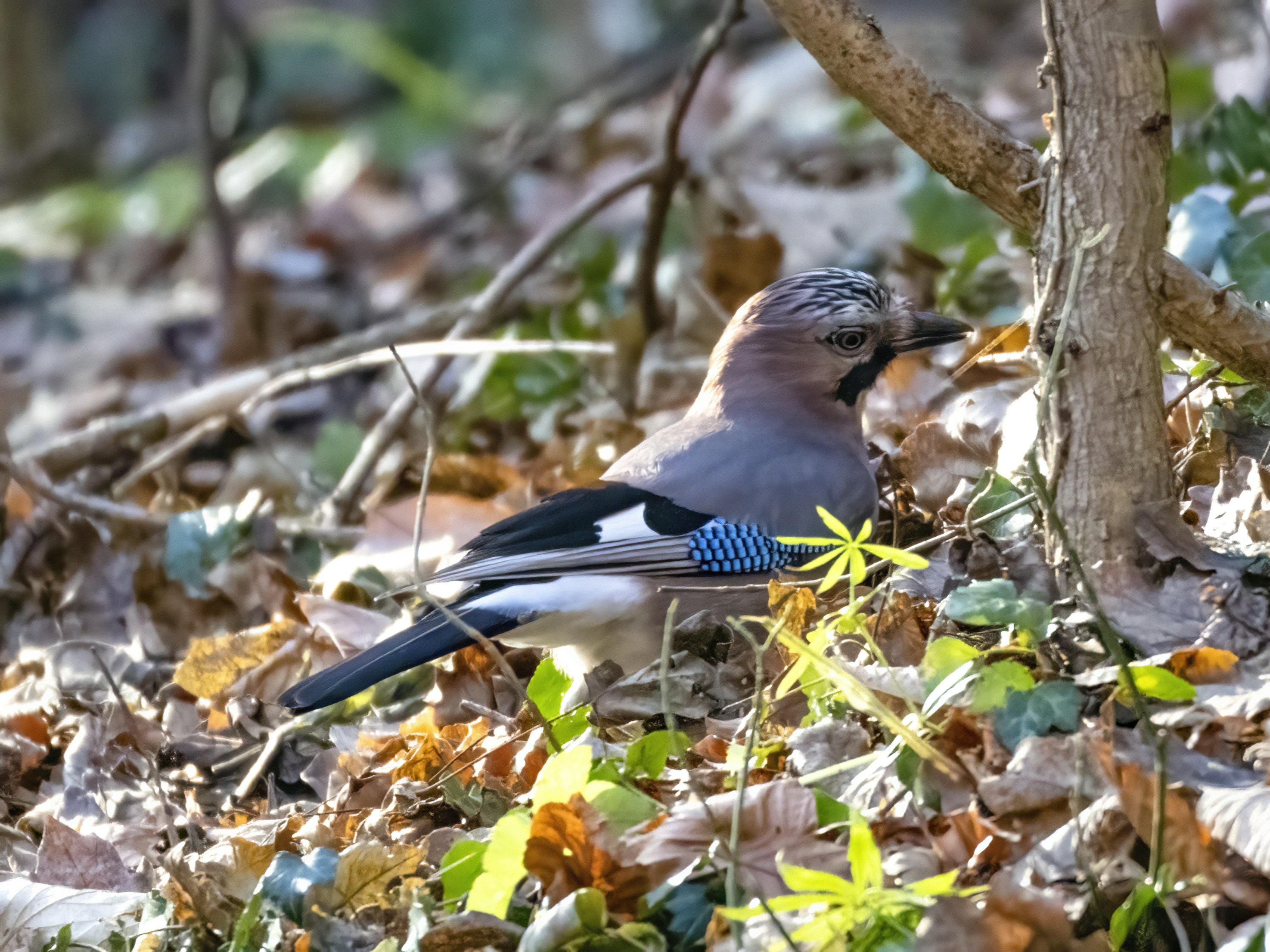 Blue-Winged Forager Amid Autumn Leaf Litter