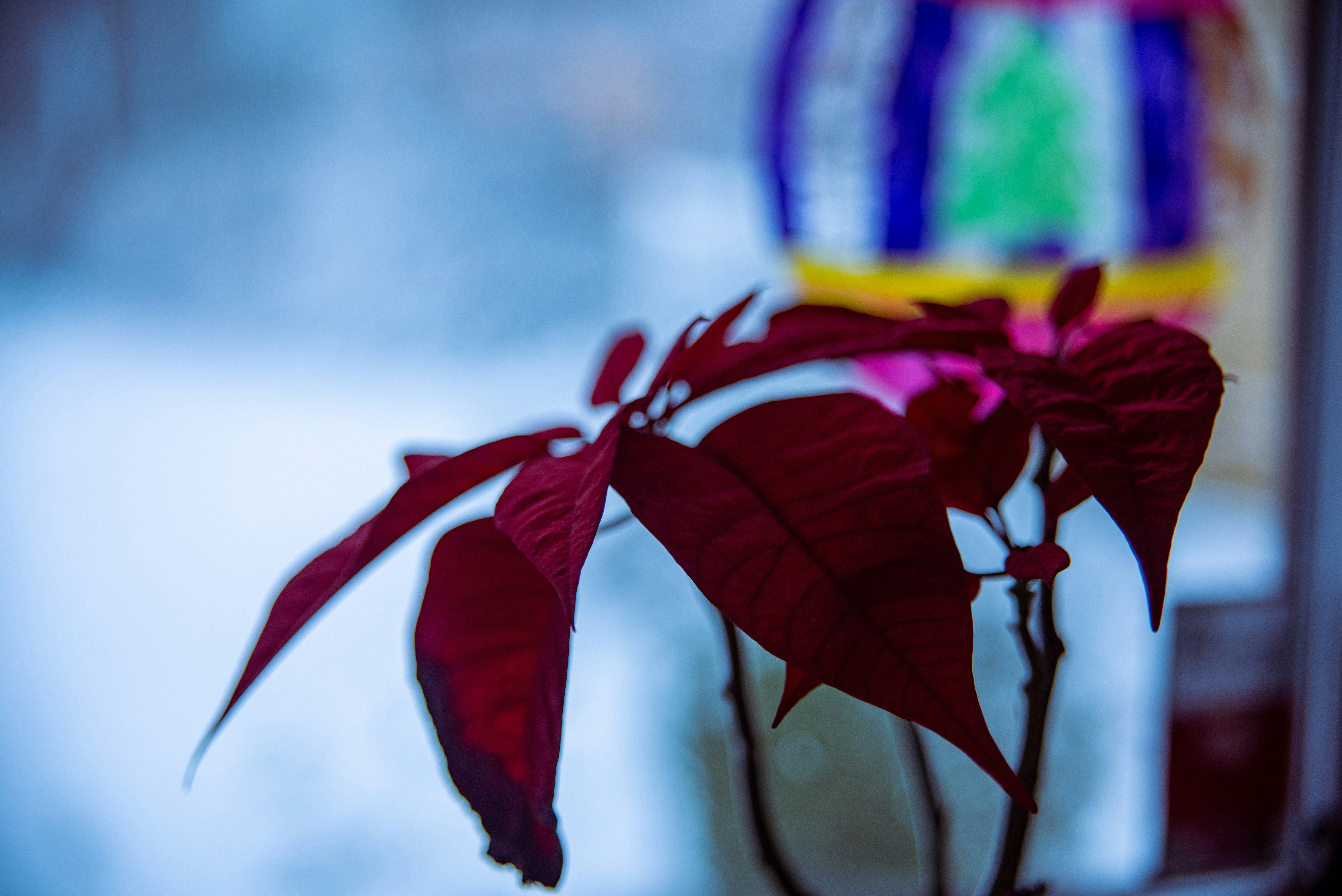 Crimson Leaves in a Frigid Blue Blur
