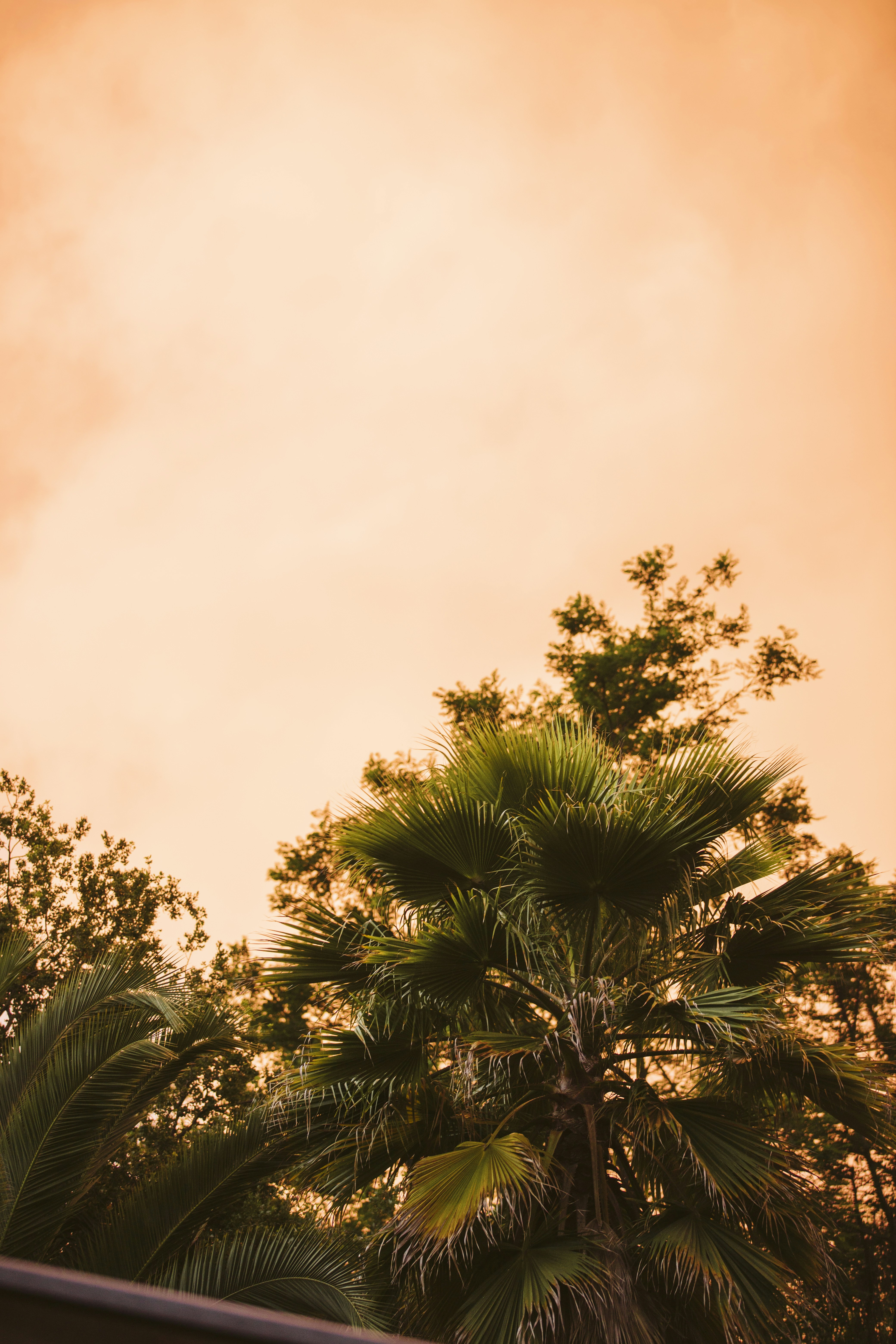 Dusk Canopy: Palm Fronds Against a Honeyed Sky