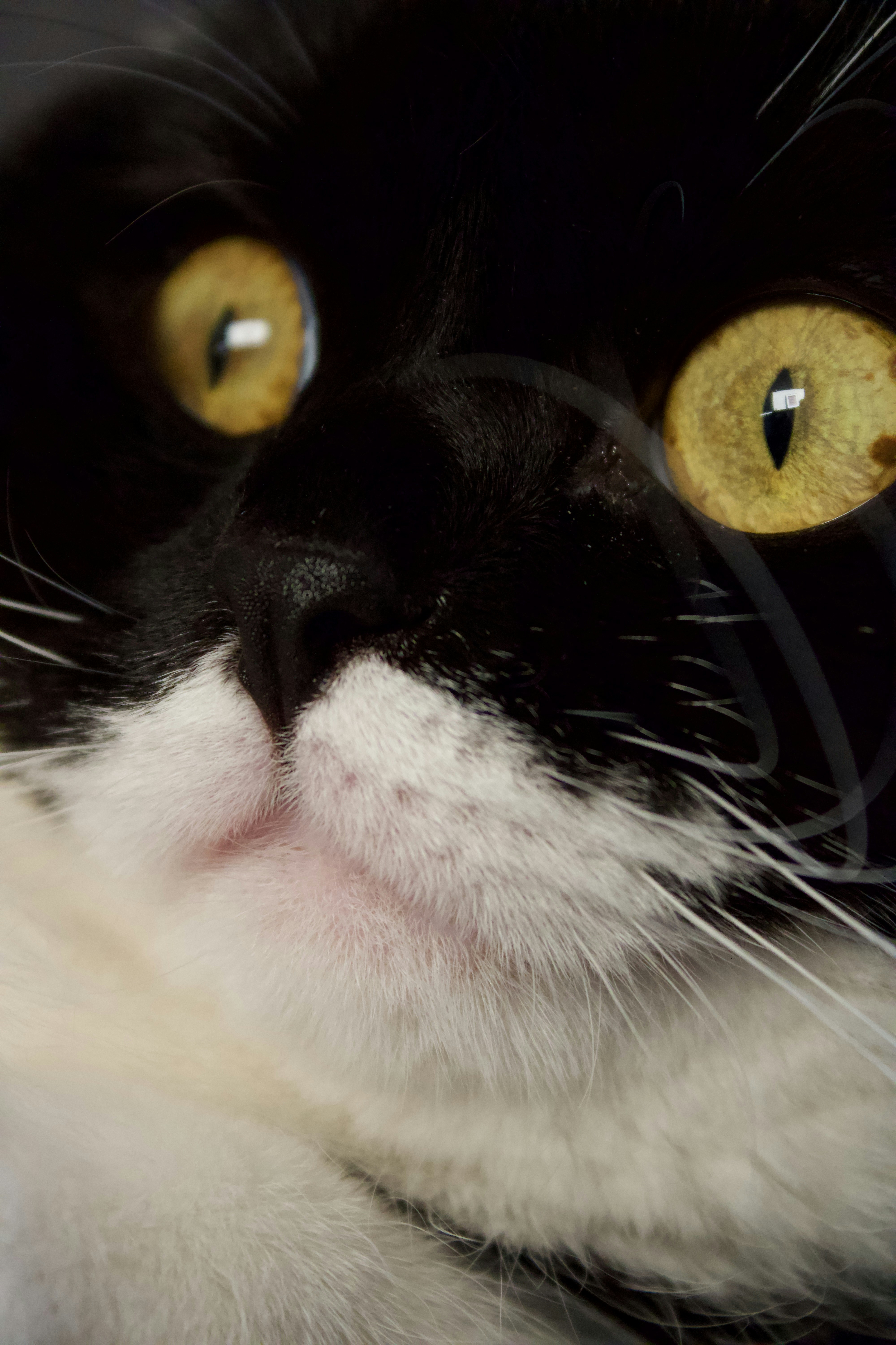 Amber Gaze Through Velvet Fur: A Macro Portrait of a Black-and-White Cat