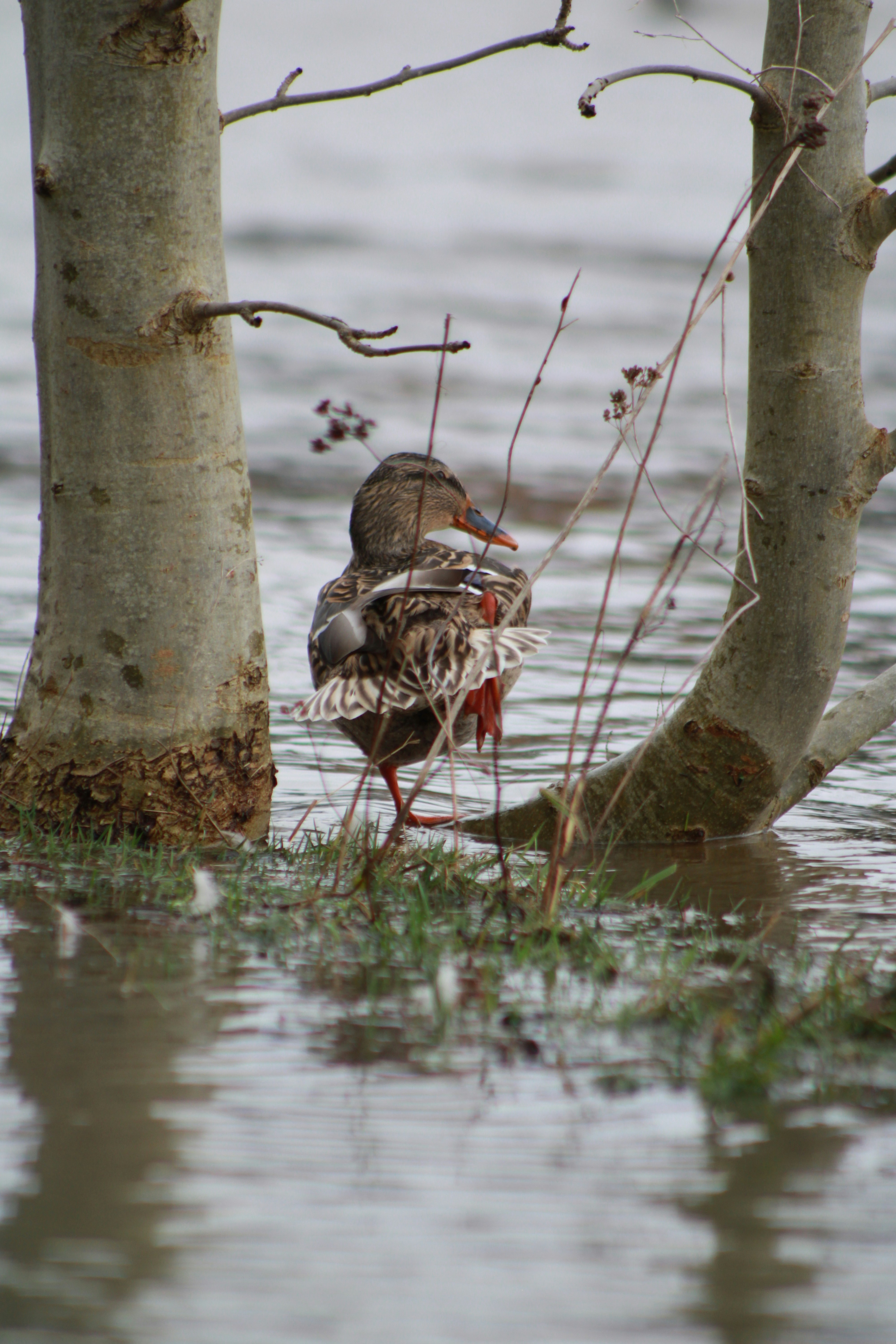 Between Trunked Sentinels: A Mallard Resting in Flooded Quietude
