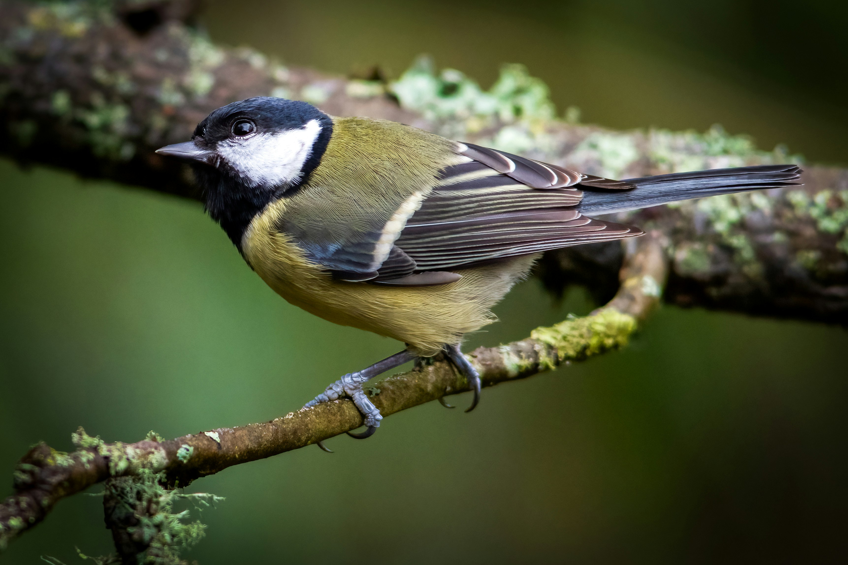 A small bird perched on a tree branch photo – Free Small bird Image on ...