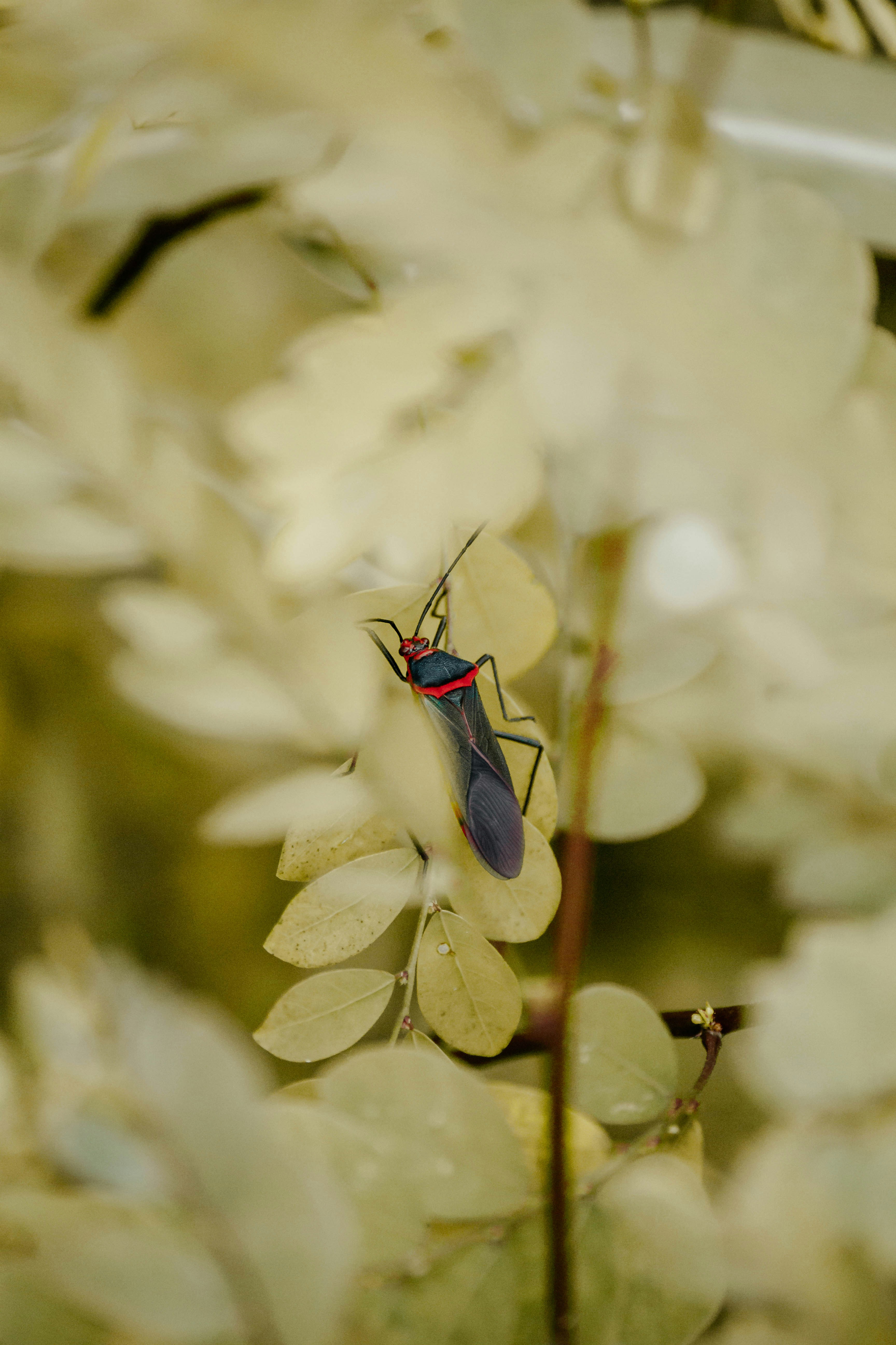 Crimson-Headed Indigo Wings on Pale Foliage