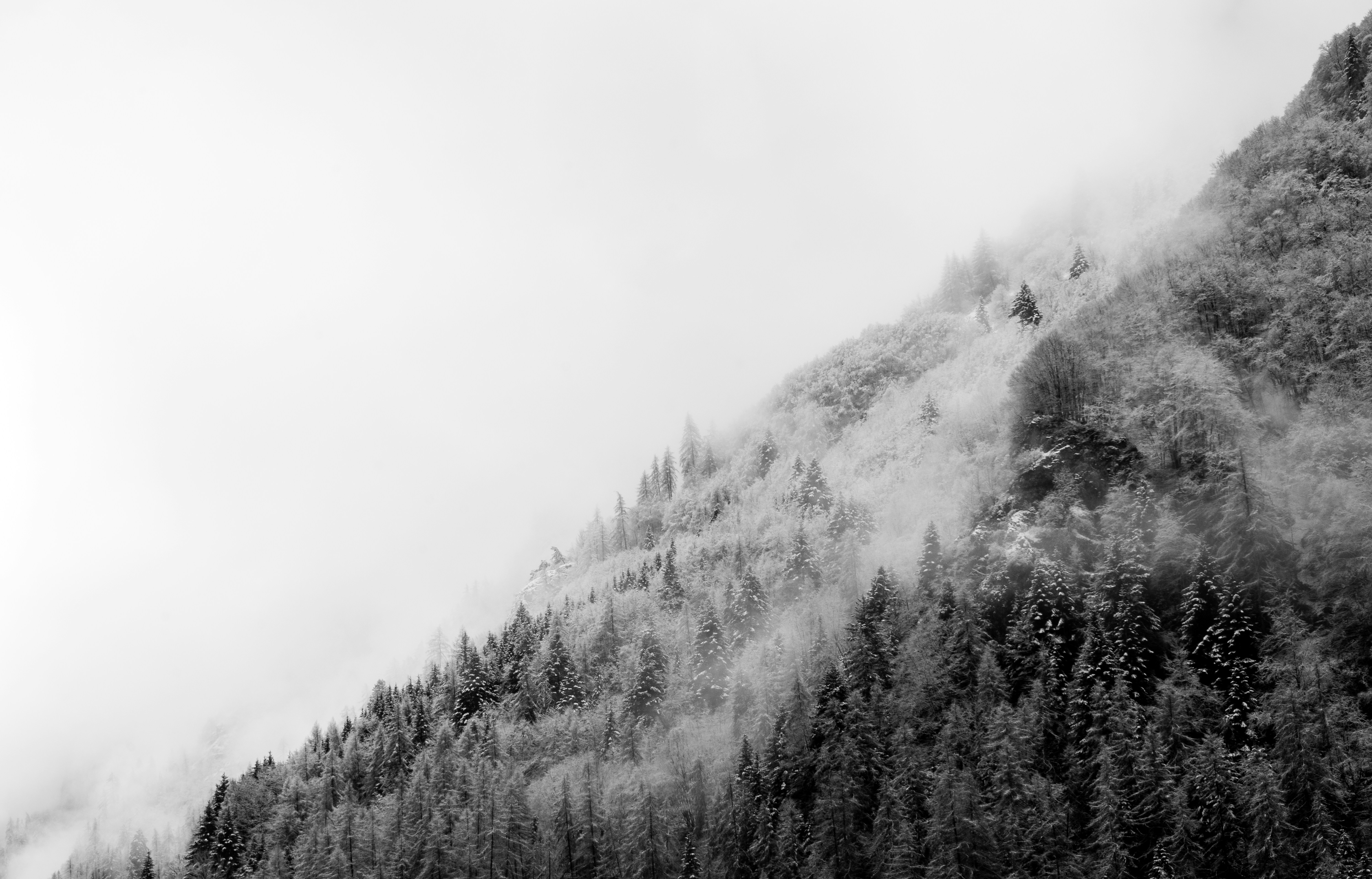 Fog drifts over a forested mountainside, creating a serene, monochromatic landscape.